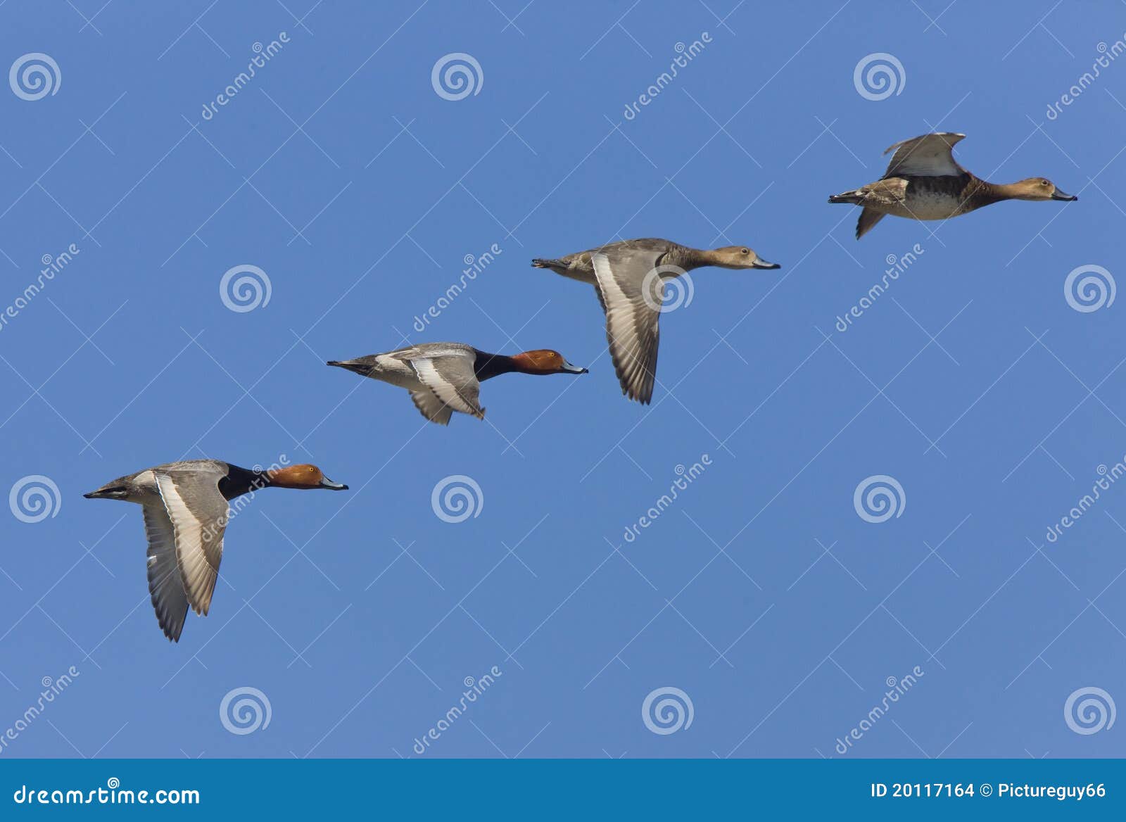 Ducks in Flight stock photo. Image of river, background - 20117164
