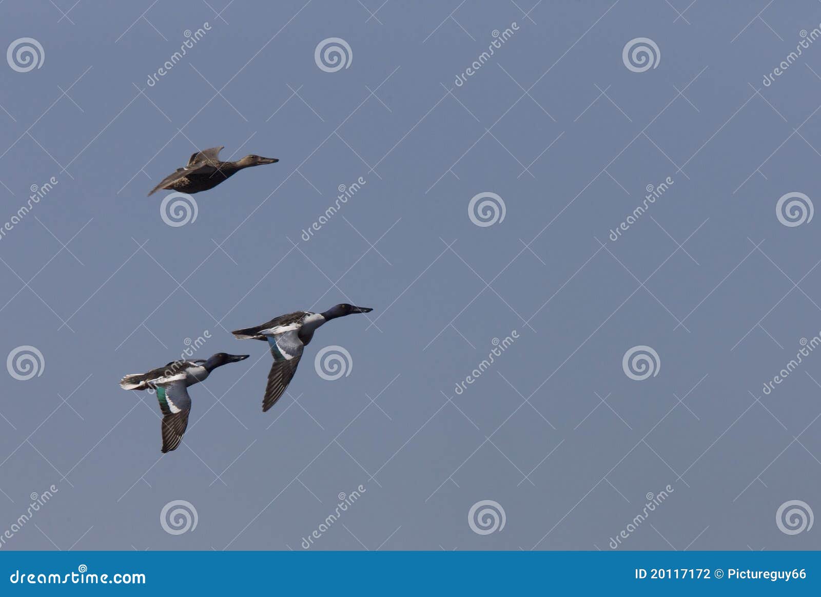 Ducks in Flight stock photo. Image of quack, raptor, hunt - 20117172