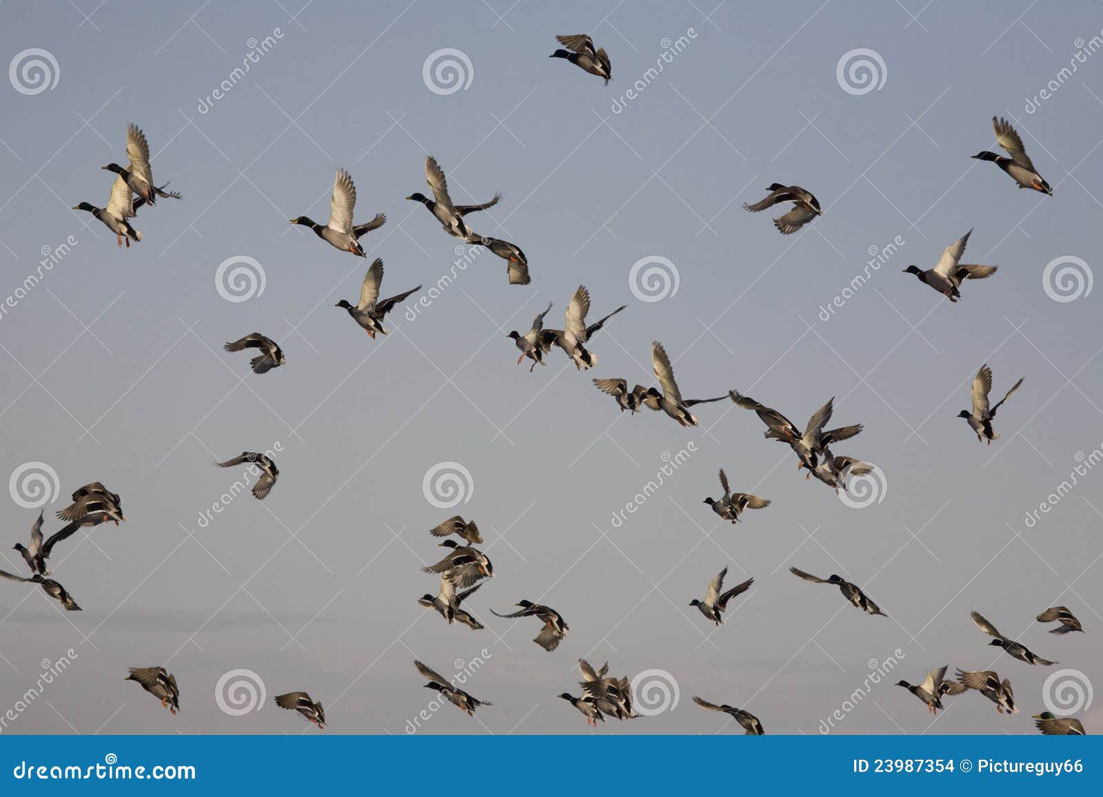 Ducks in Flight stock photo. Image of river, waterfowl - 23987354