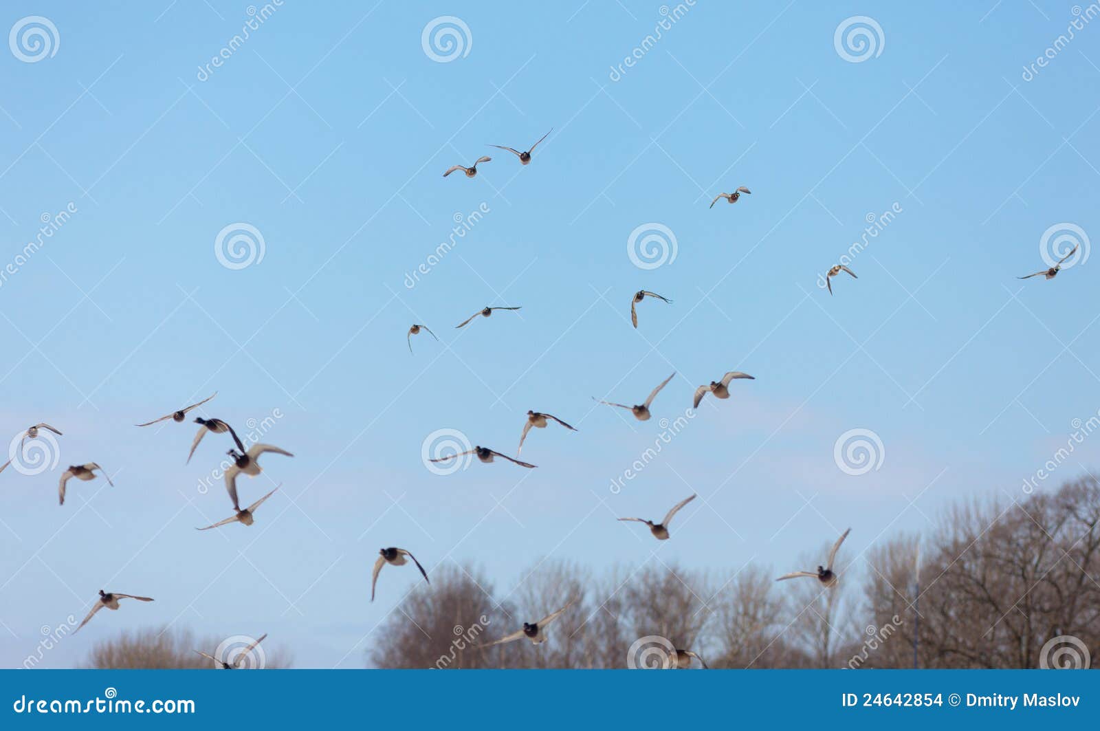 Ducks in flight stock photo. Image of nature, ducks, america - 24642854
