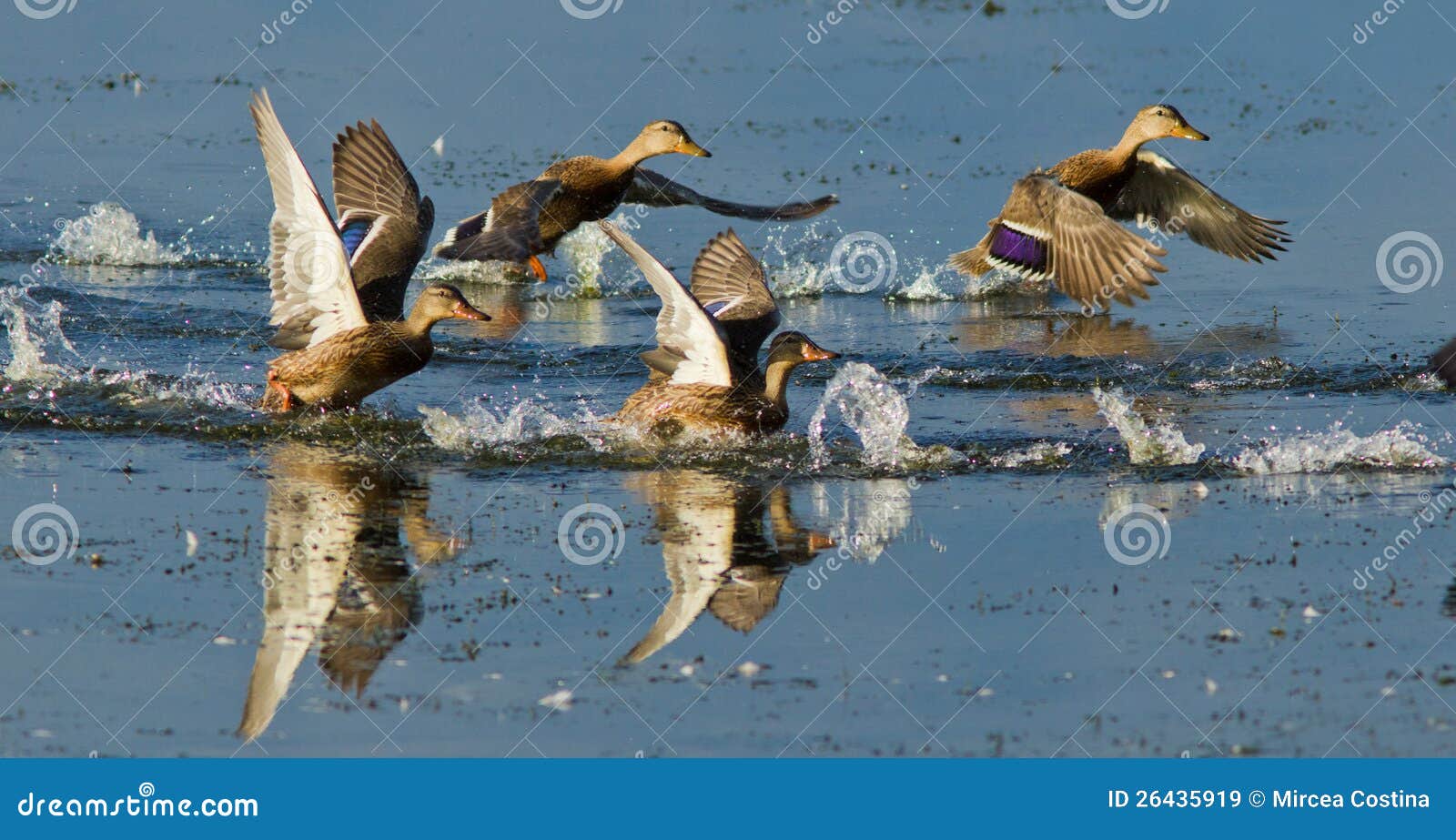 Ducks in flight stock image. Image of flight, birds, bird - 26435919