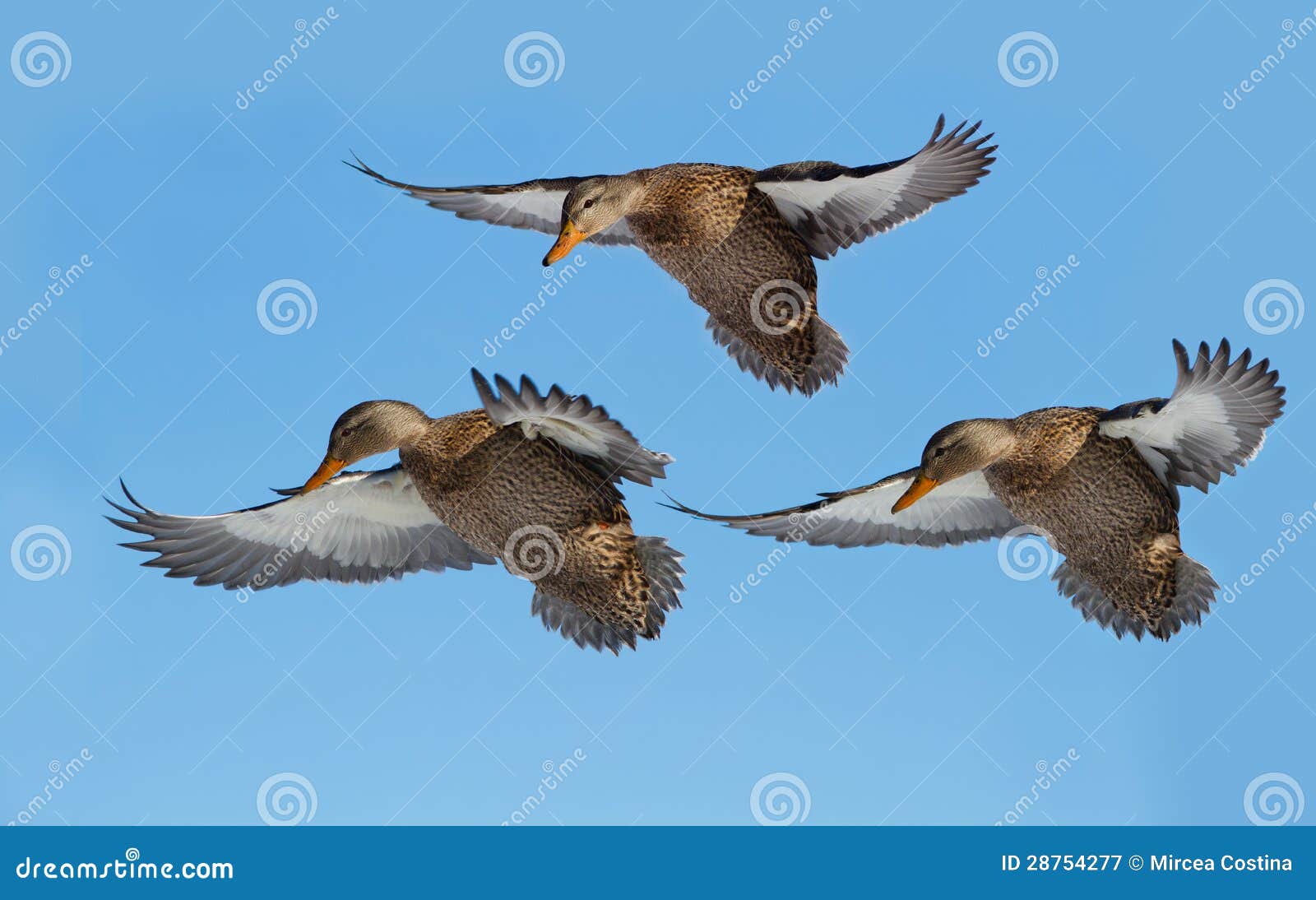 Ducks in flight stock image. Image of anas, blue, animals - 28754277