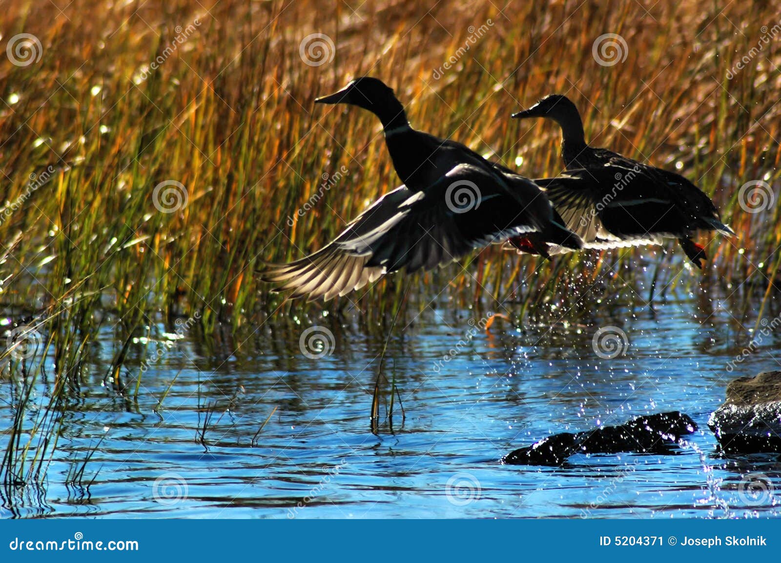 Ducks in flight. stock image. Image of nature, backgrounds - 5204371