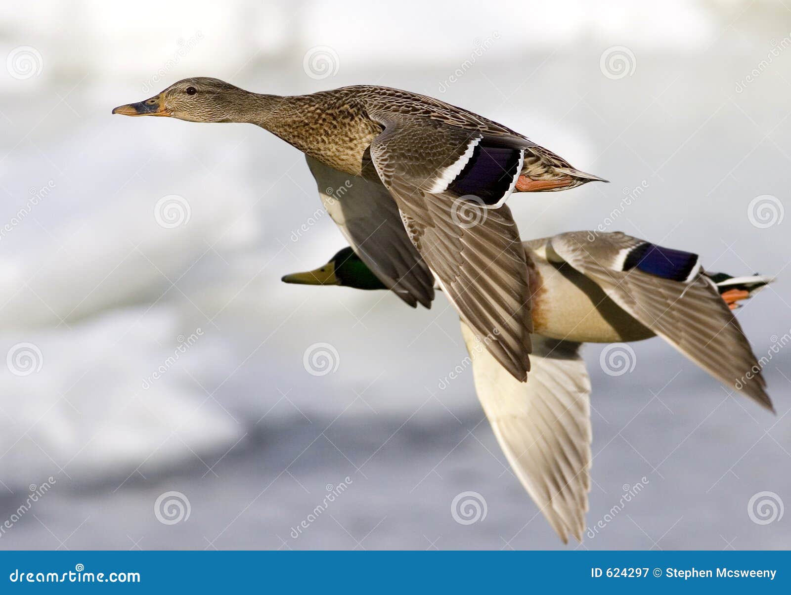Ducks in flight stock image. Image of frozen, river, wings - 624297