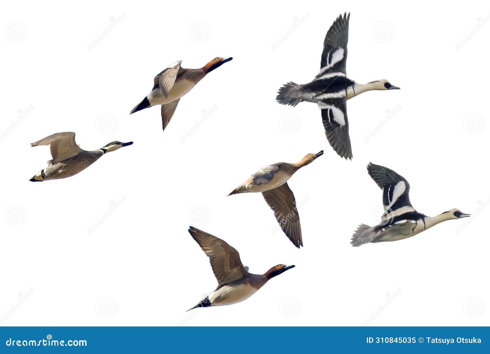 Ducks in Flight Isolated on a White Background Stock Image - Image of ...