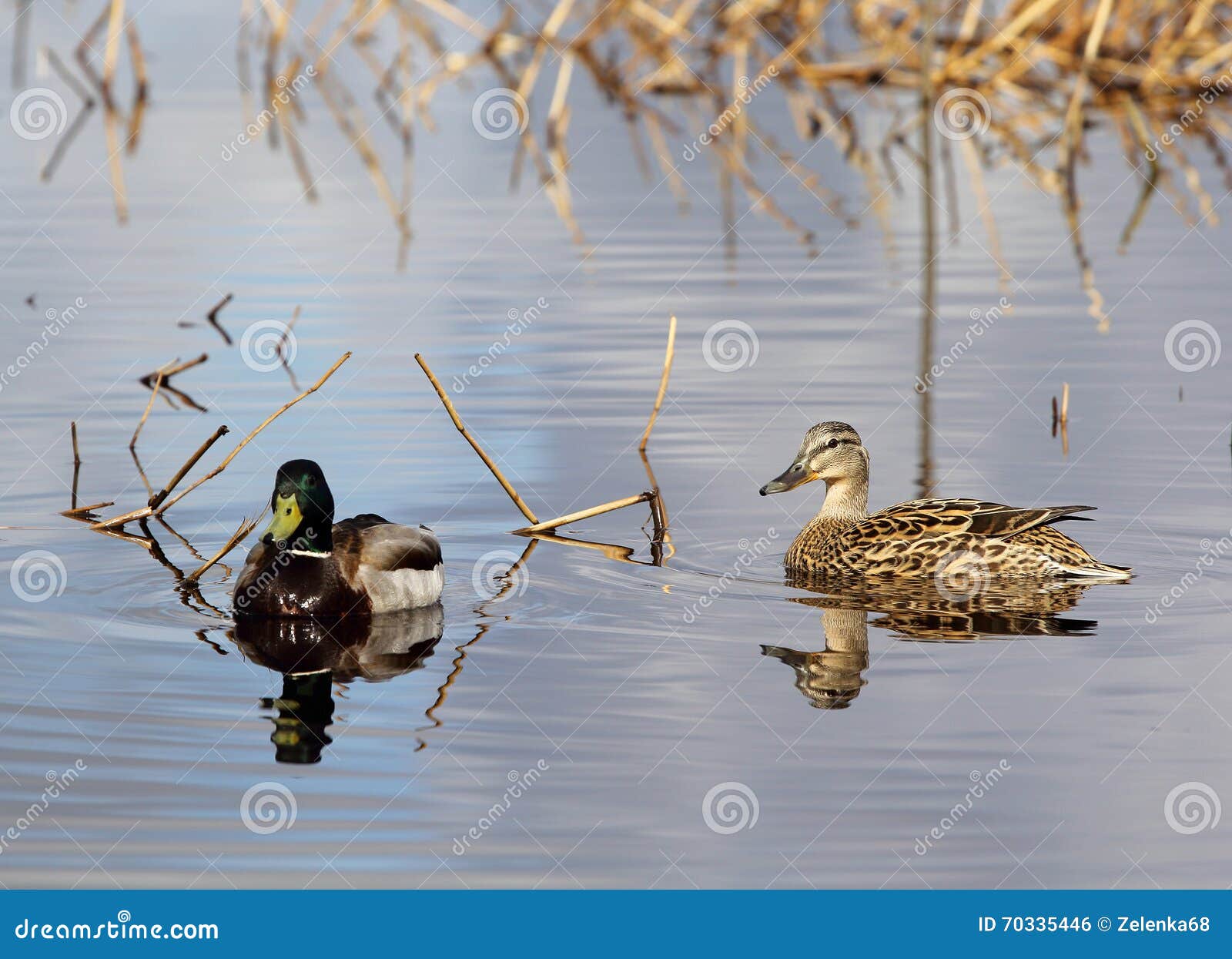 Ducks float on a bog stock photo. Image of spring, feathers - 70335446