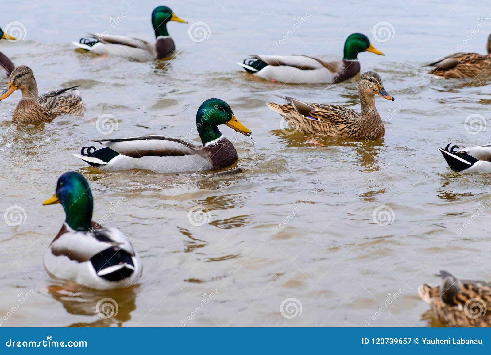 Ducks Floating in the Water, Feeding the Ducks, Bread in Beak Hungry ...