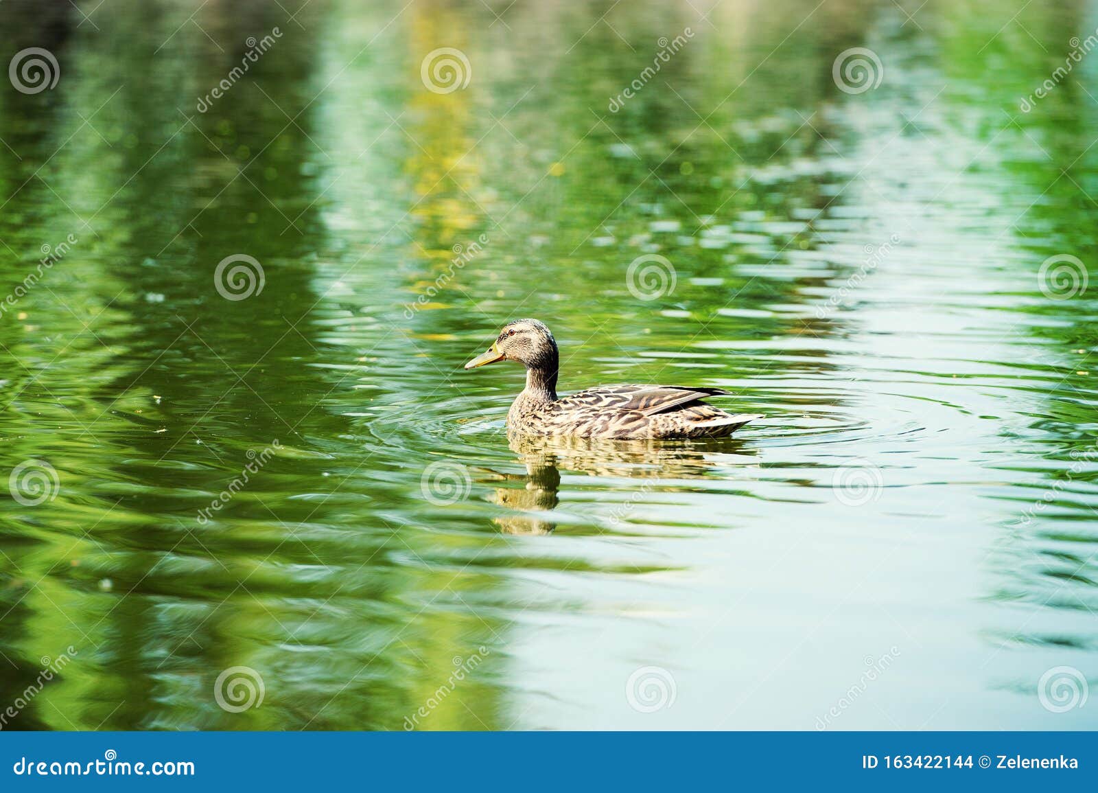 Ducks floats on water stock photo. Image of fauna, avian - 163422144