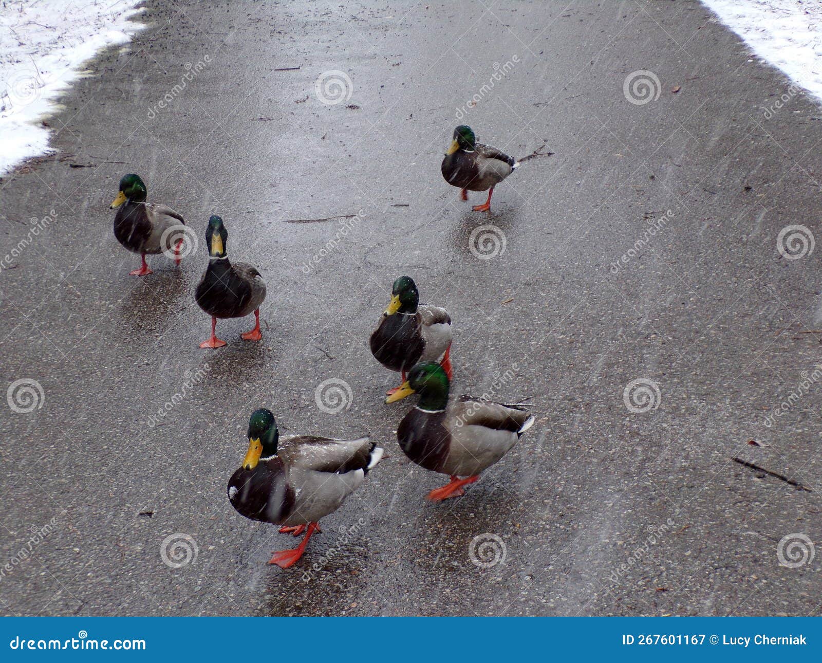 Ducks Flock stock image. Image of winter, flock, trail - 267601167
