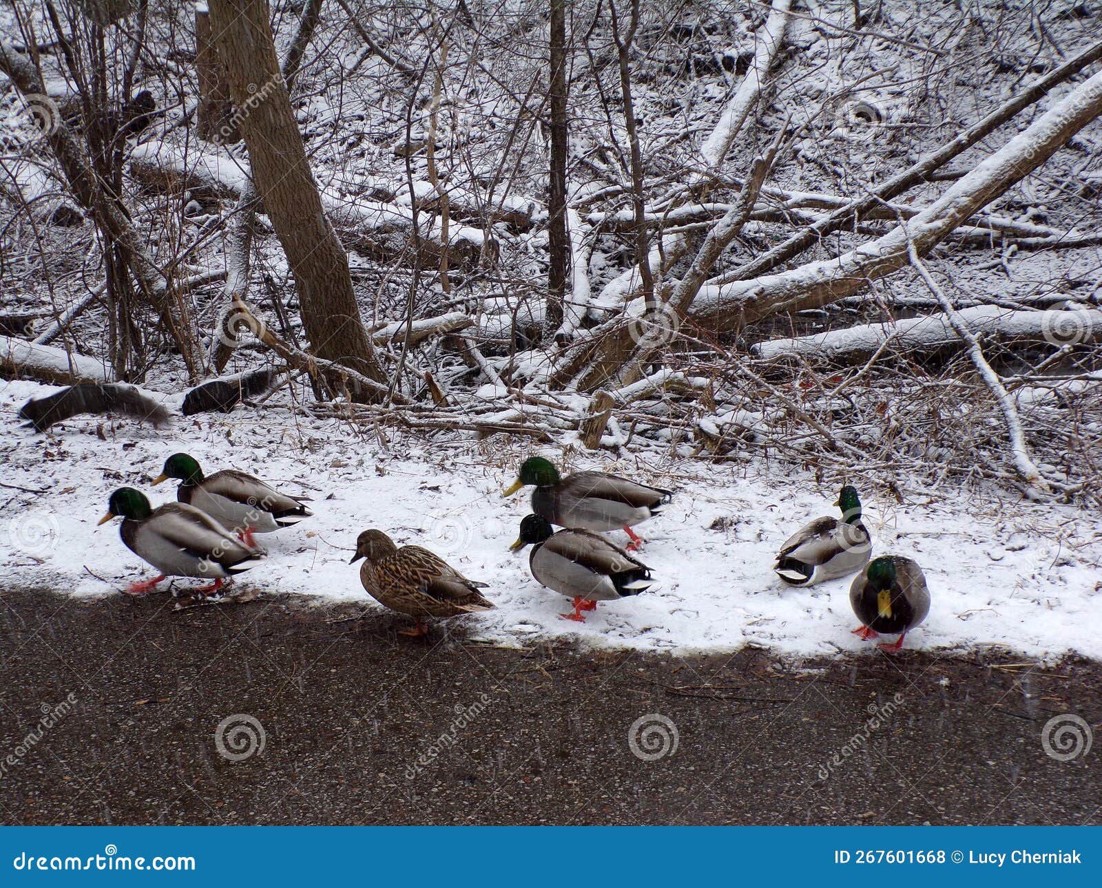Ducks Flock stock photo. Image of trail, landscape, wildlife - 267601668