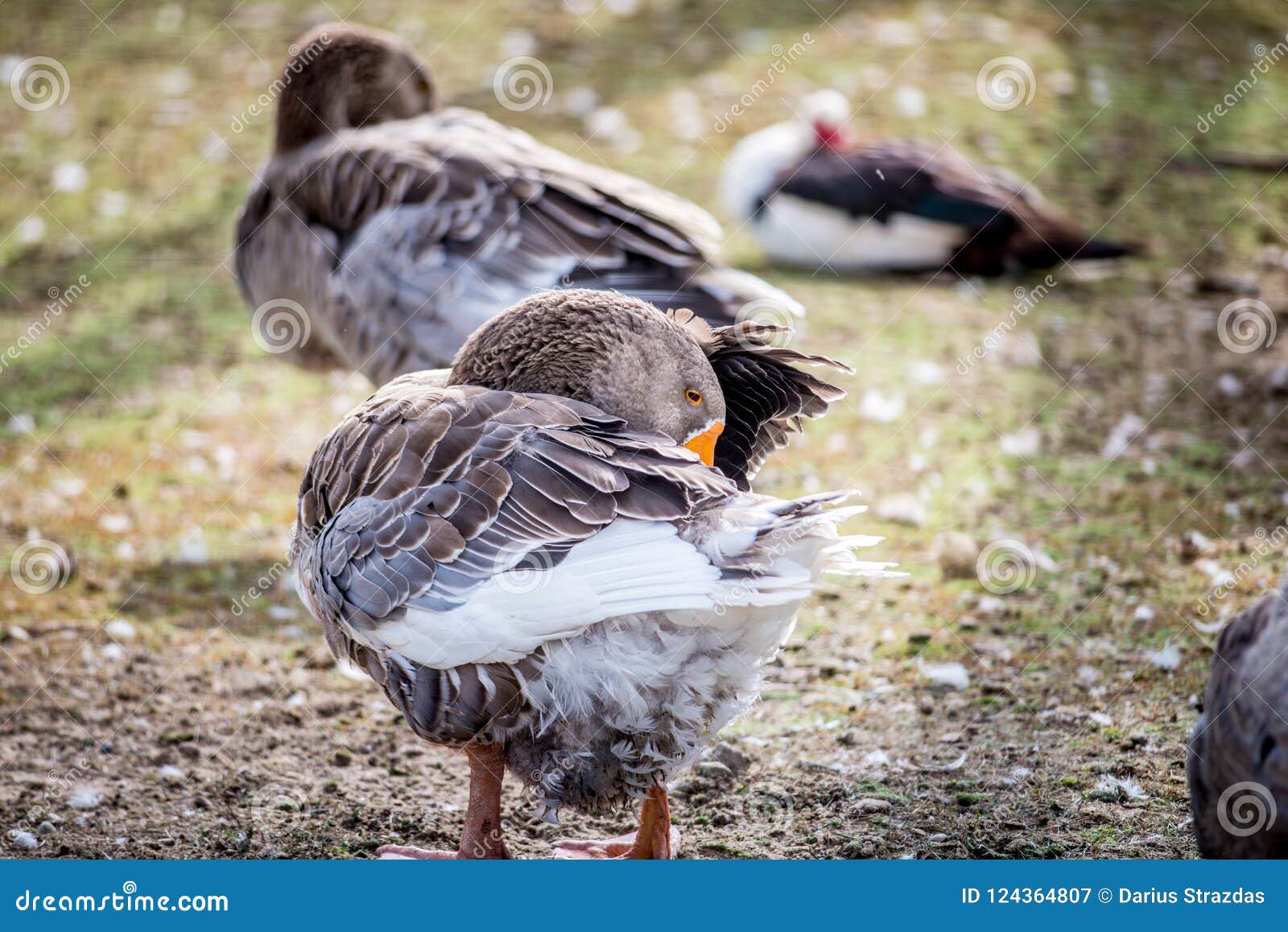 Ducks flock stock image. Image of ducks, brown, flock - 124364807