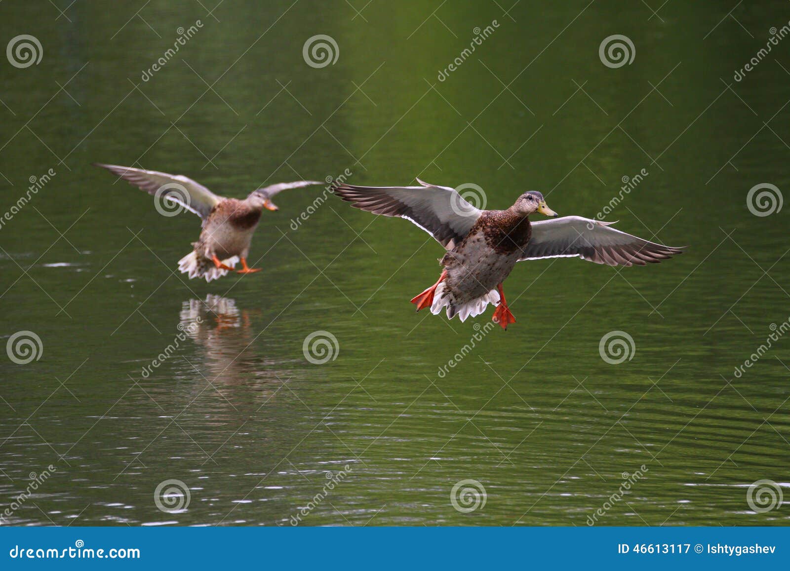 Ducks Flying Above the Surface of the Water Stock Image - Image of ...