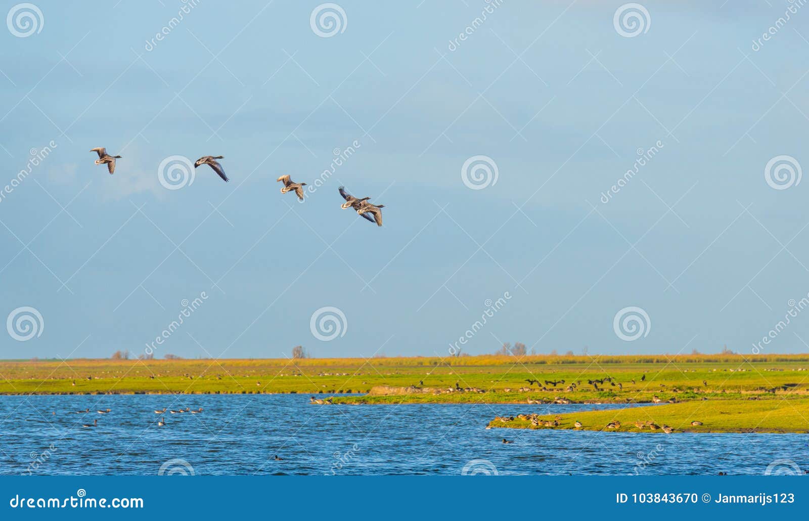 Ducks Flying in a Blue Cloudy Sky in Sunlight Stock Photo - Image of ...