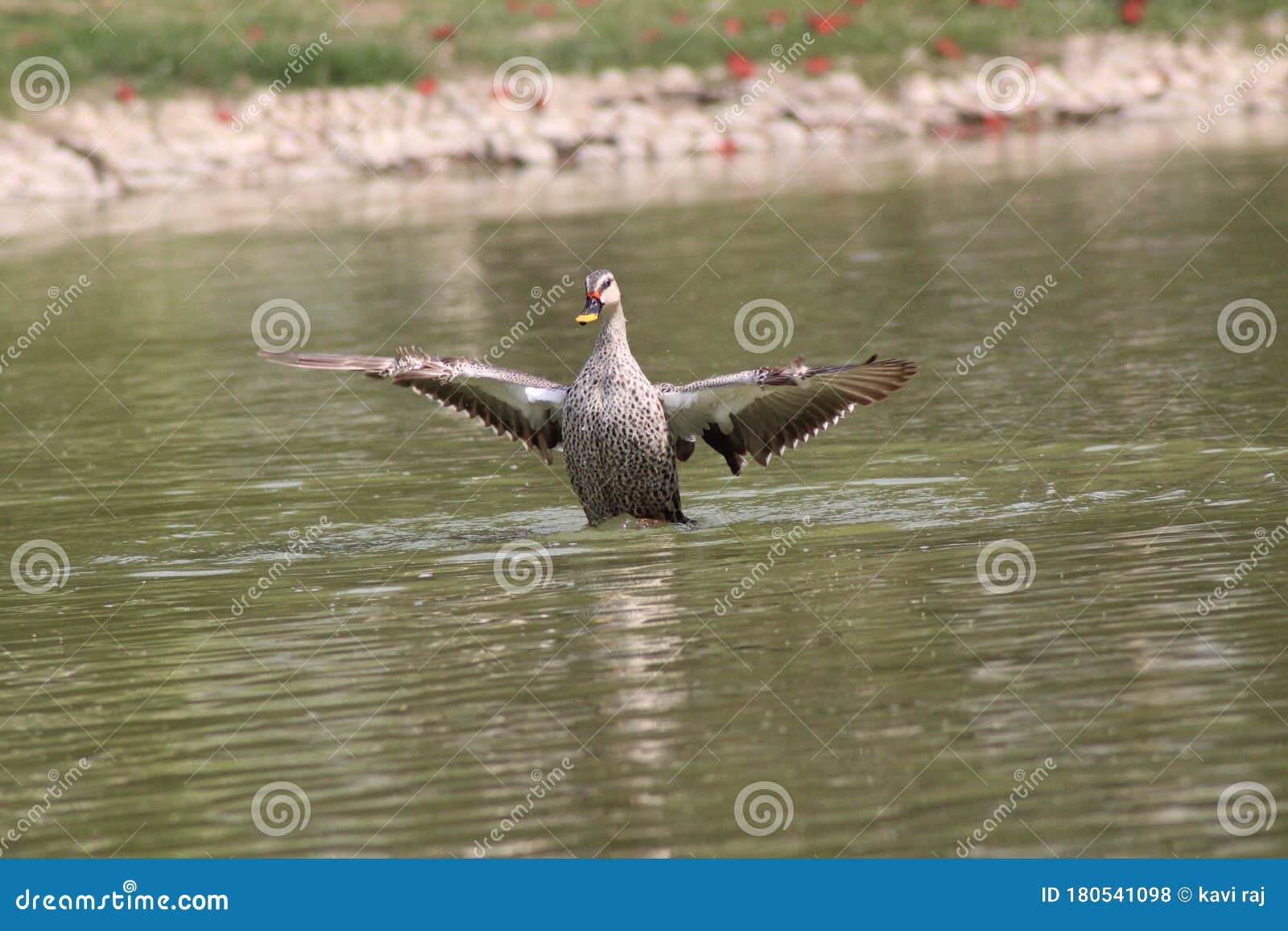 Ducks flying indian birds stock photo. Image of water - 180541098