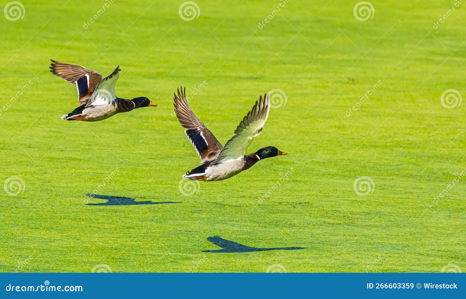 Ducks Flying Over Green Grass. Stock Image - Image of nature, farm ...