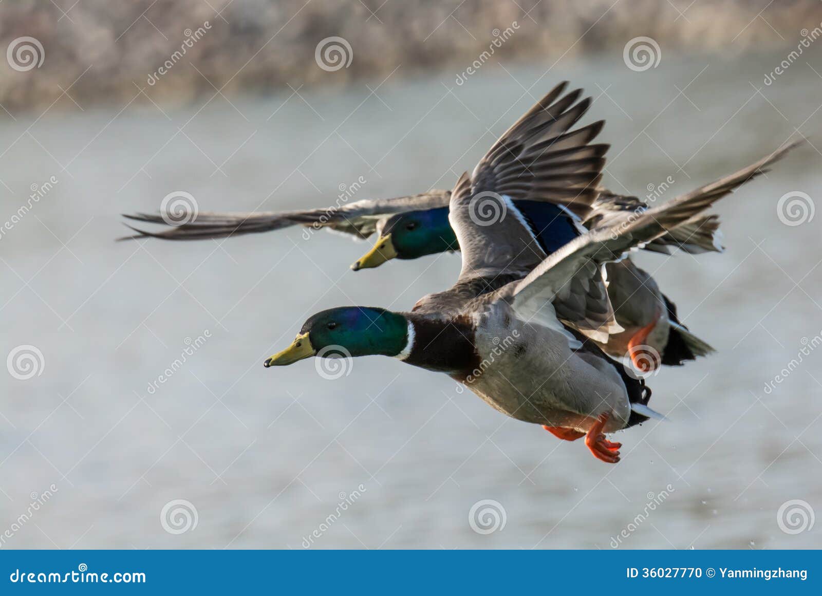 Ducks flying over a lake stock photo. Image of lovers - 36027770