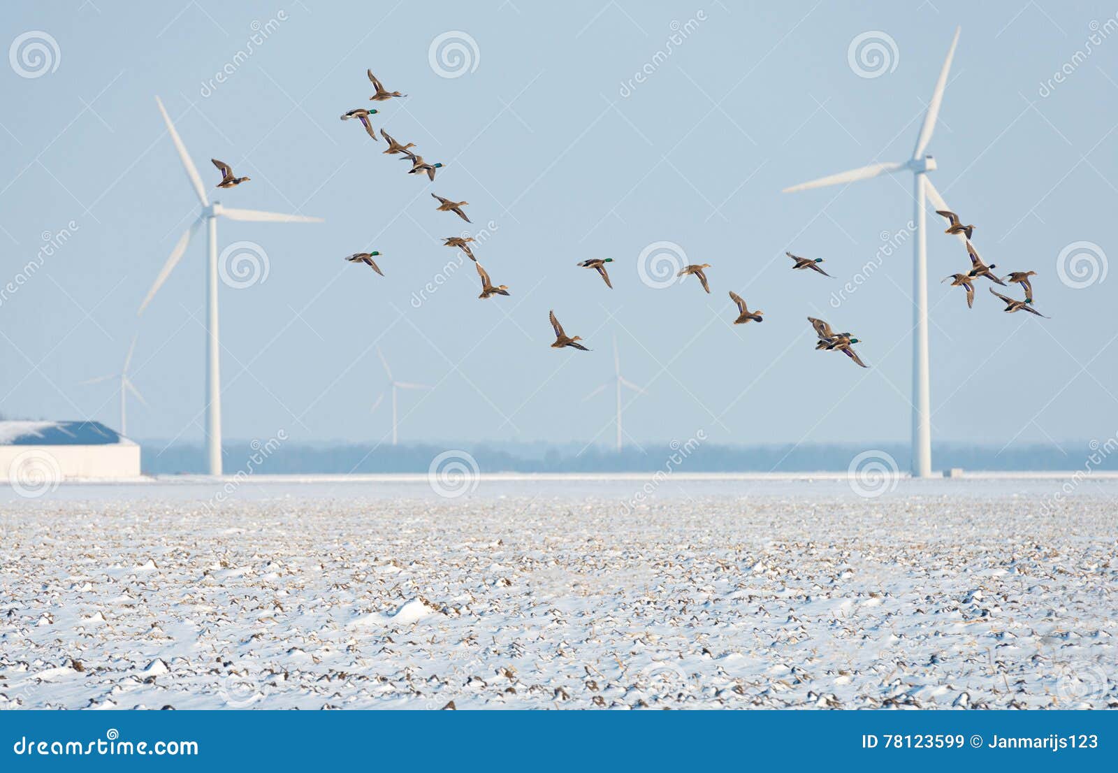 Ducks Flying Over a Snowy Field Stock Image - Image of landscape ...