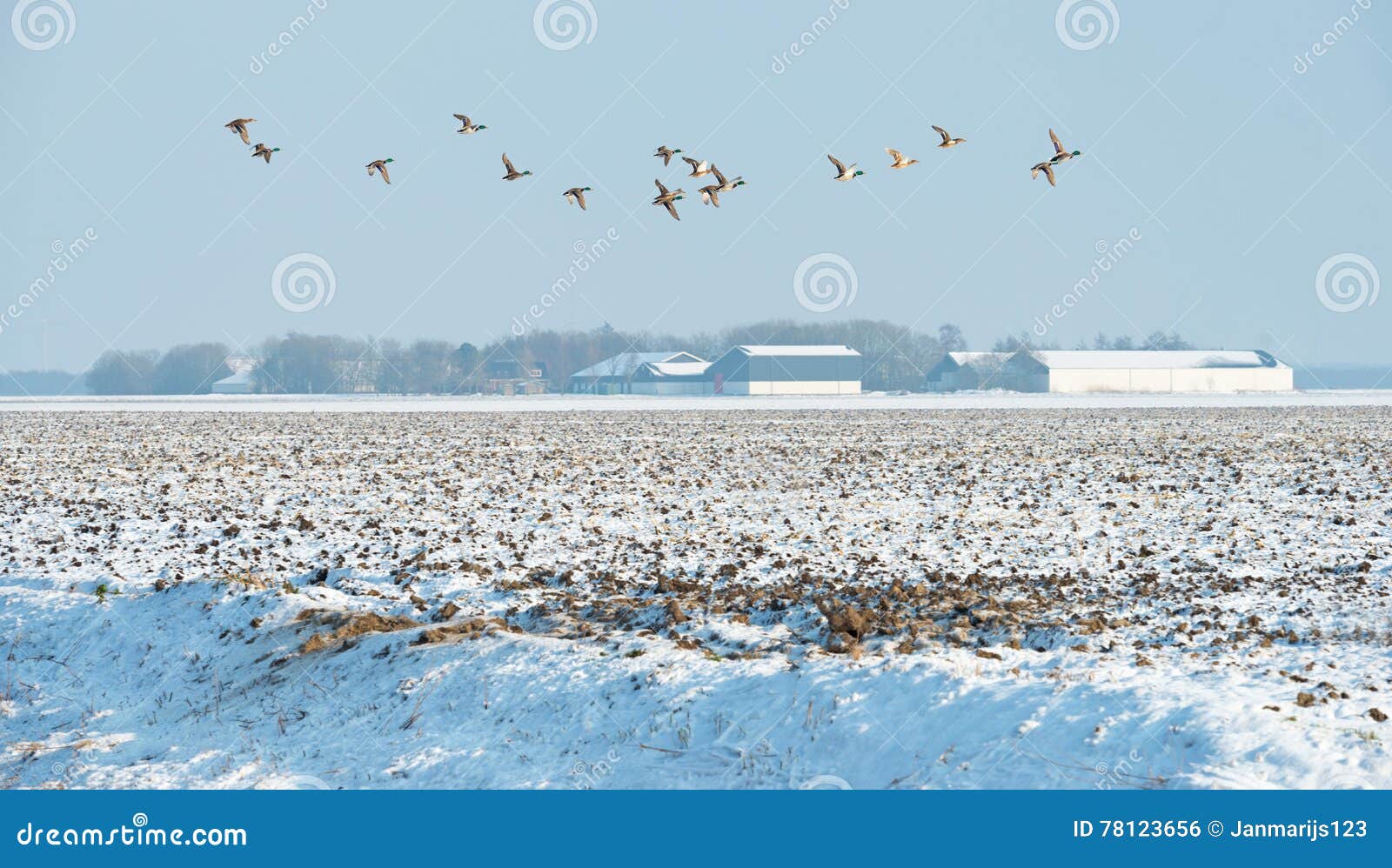 Ducks Flying Over a Snowy Field Stock Photo - Image of snow, sunlight ...