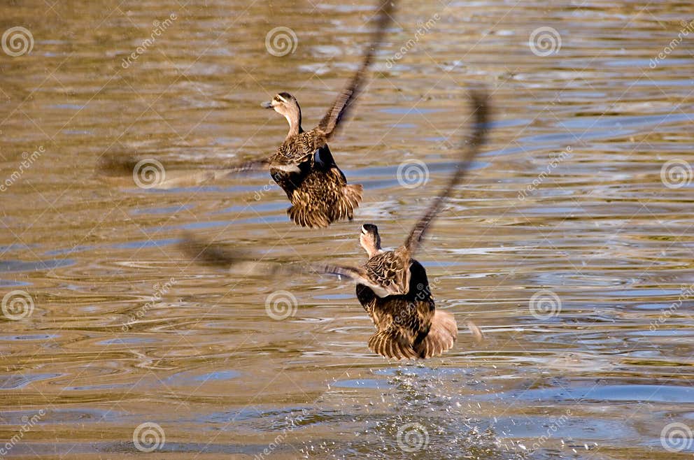 Ducks flying together stock image. Image of game, water - 7449607