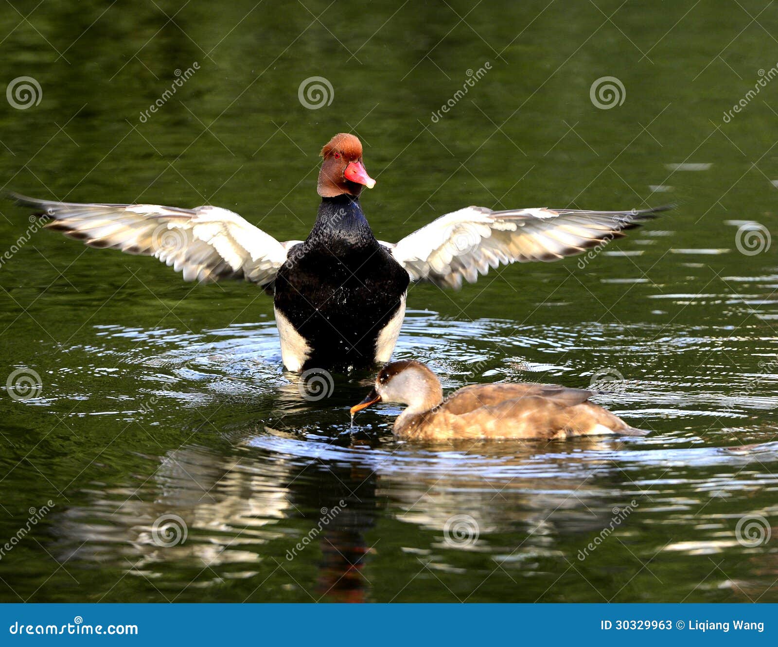 Ducks foraging stock image. Image of background, eyes - 30329963