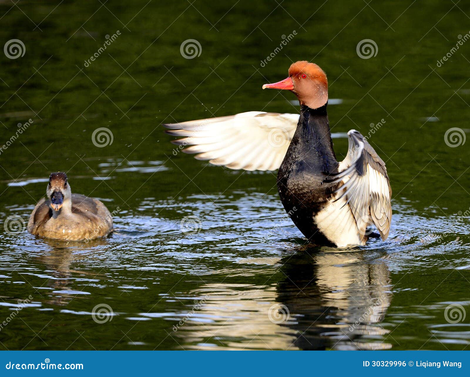 Ducks foraging stock photo. Image of water, color, animals - 30329996