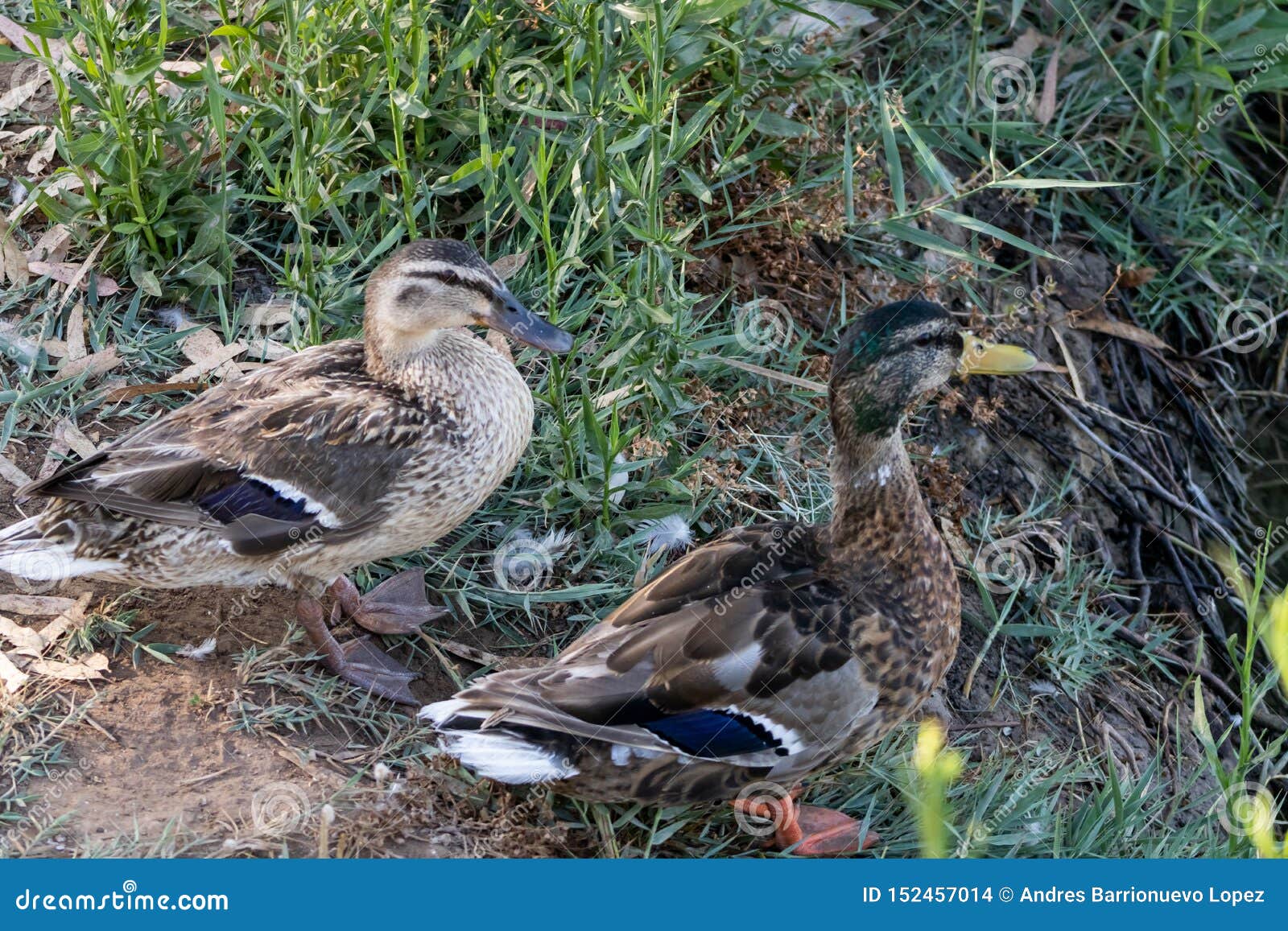Ducks in freedom stock photo. Image of ducks, bird, freedom - 152457014