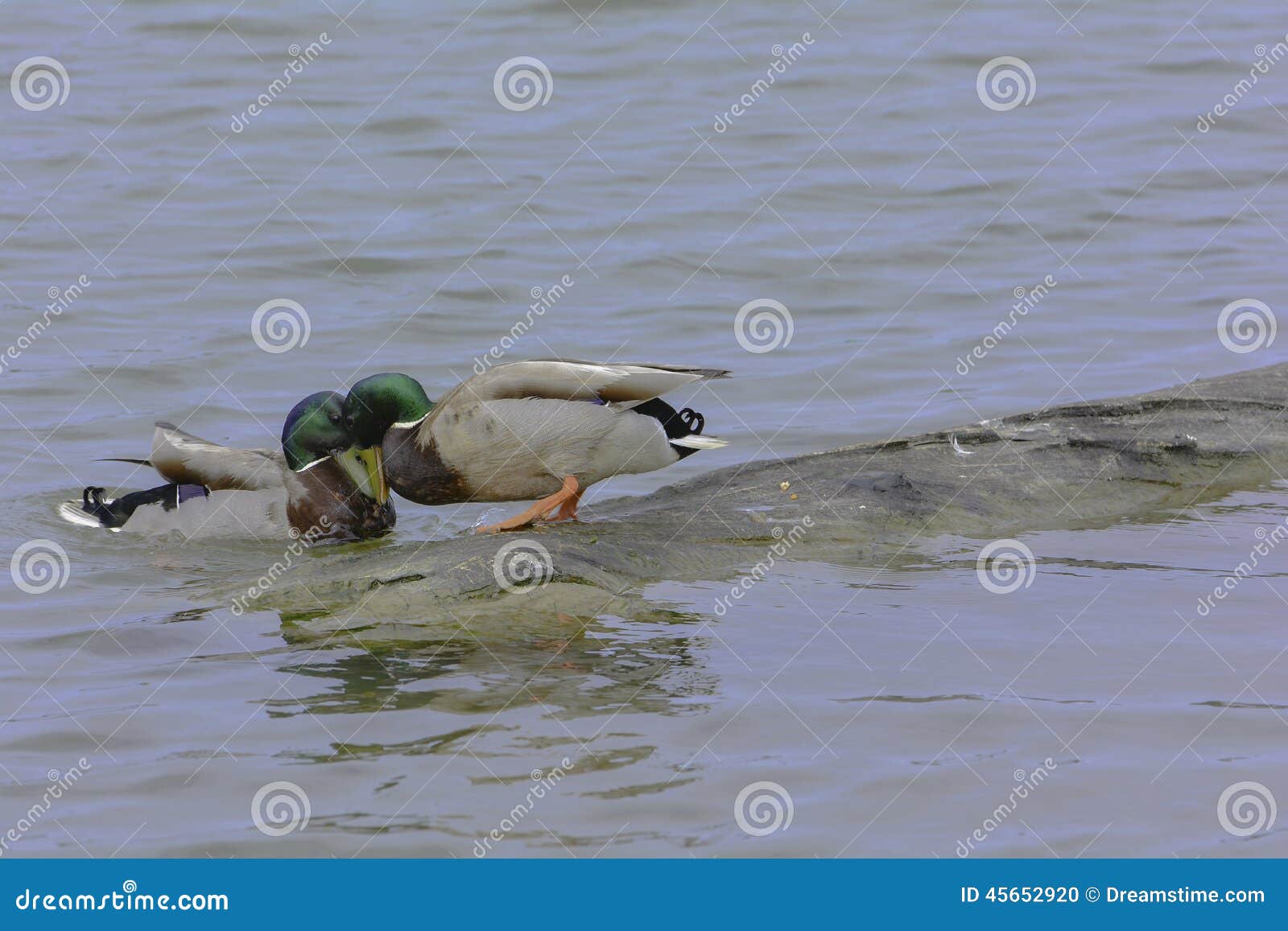 Ducks friendship. stock photo. Image of canada, field - 45652920