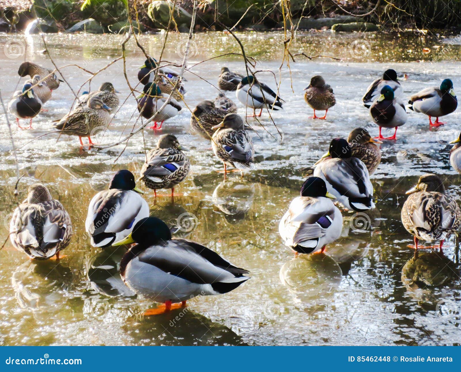 Ducks in a frozen pond stock photo. Image of frozen, animal - 85462448