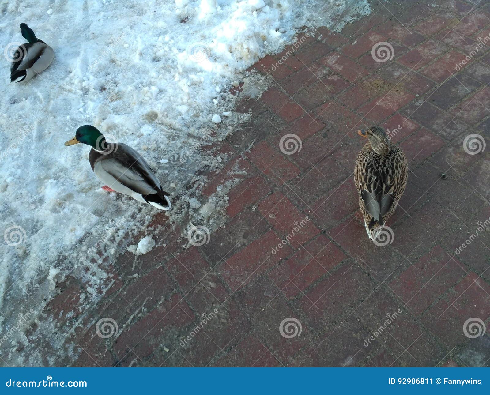 Ducks in frozen street stock image. Image of duck, germany - 92906811