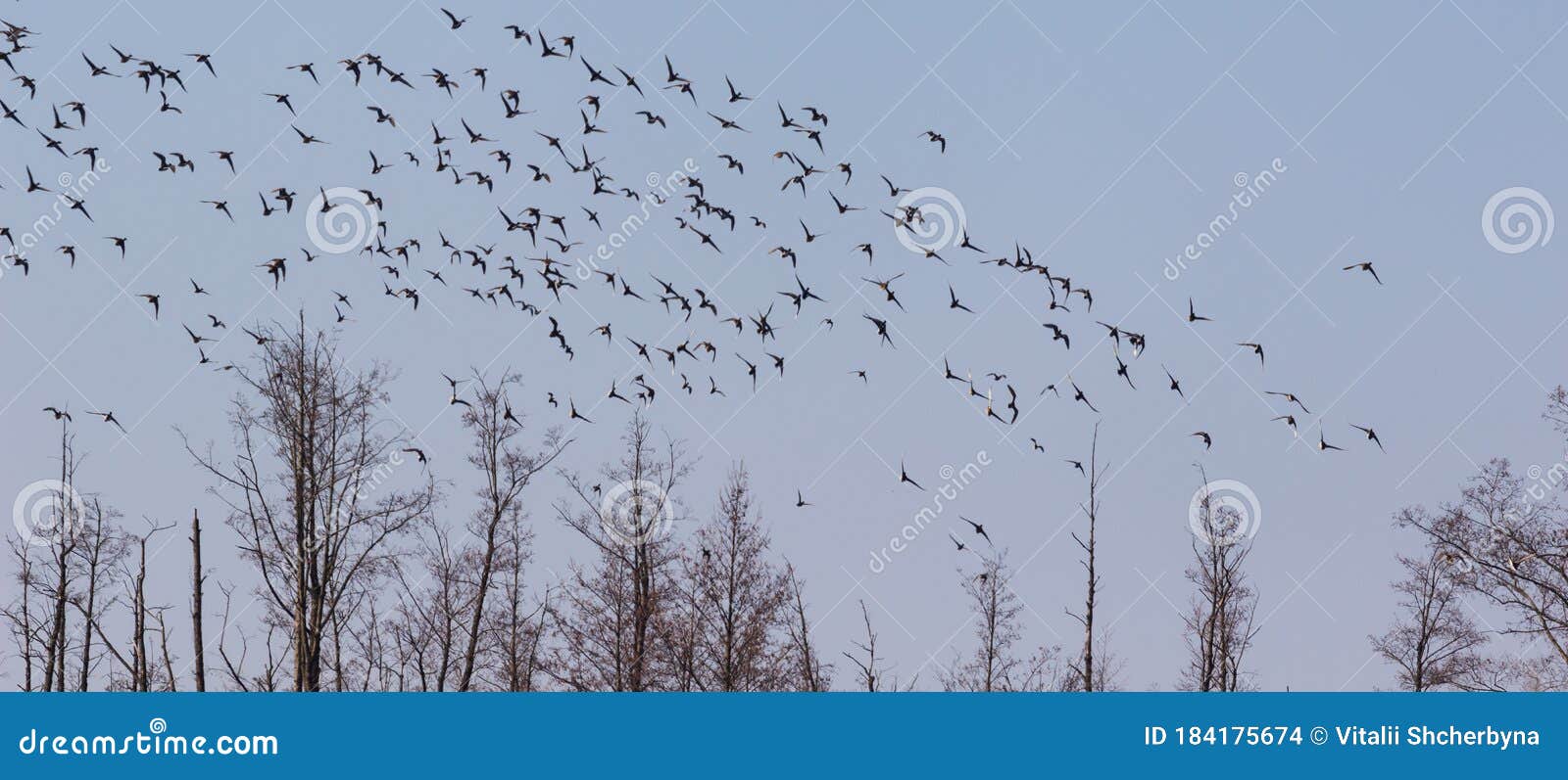 Ducks Gather on a Sky during the Spring Migration Stock Photo - Image ...