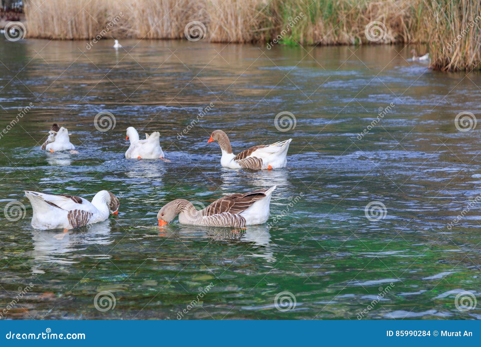 Ducks and Geese in Azmak River. Stock Photo - Image of gooses, neck ...