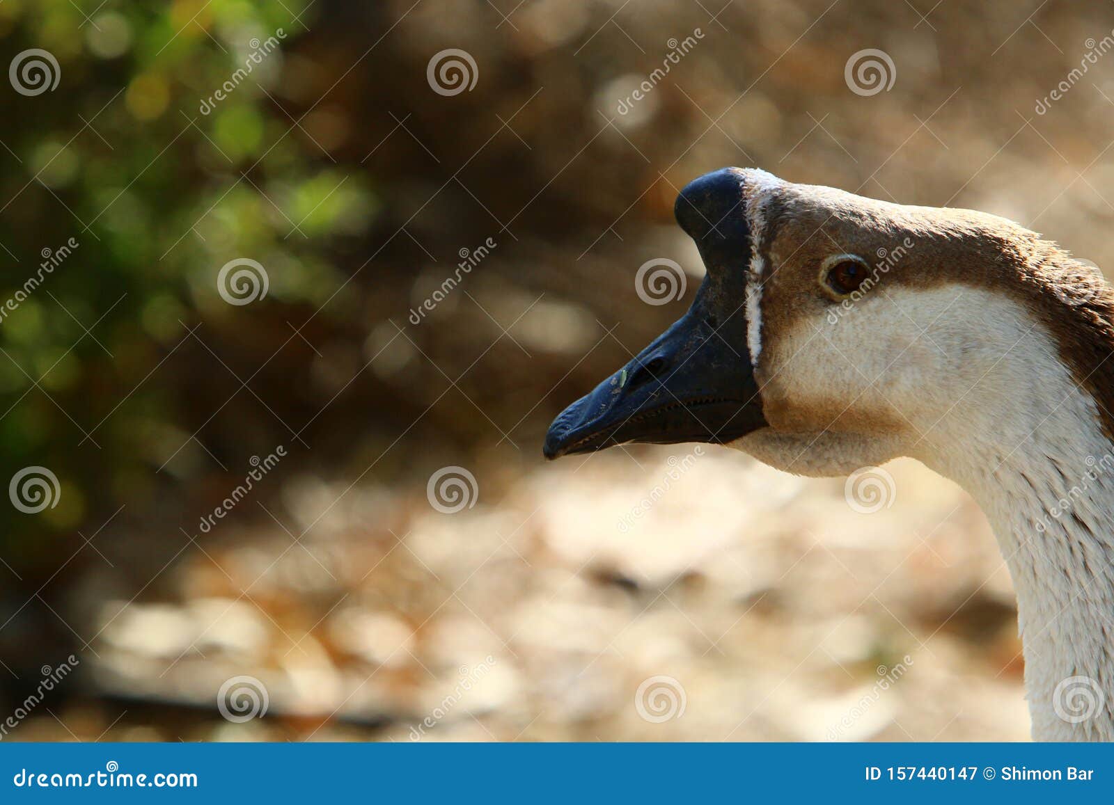 Ducks and Geese Live in a Zoo Stock Image - Image of duck, fauna: 157440147