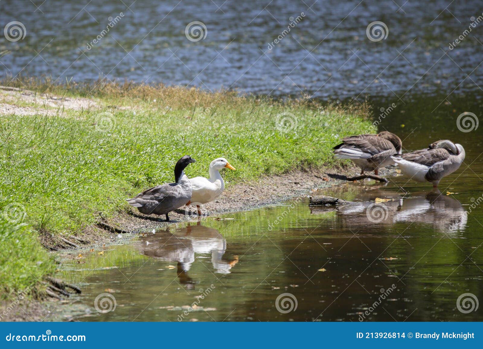 Ducks and Geese stock photo. Image of ground, foul, lake - 213926814