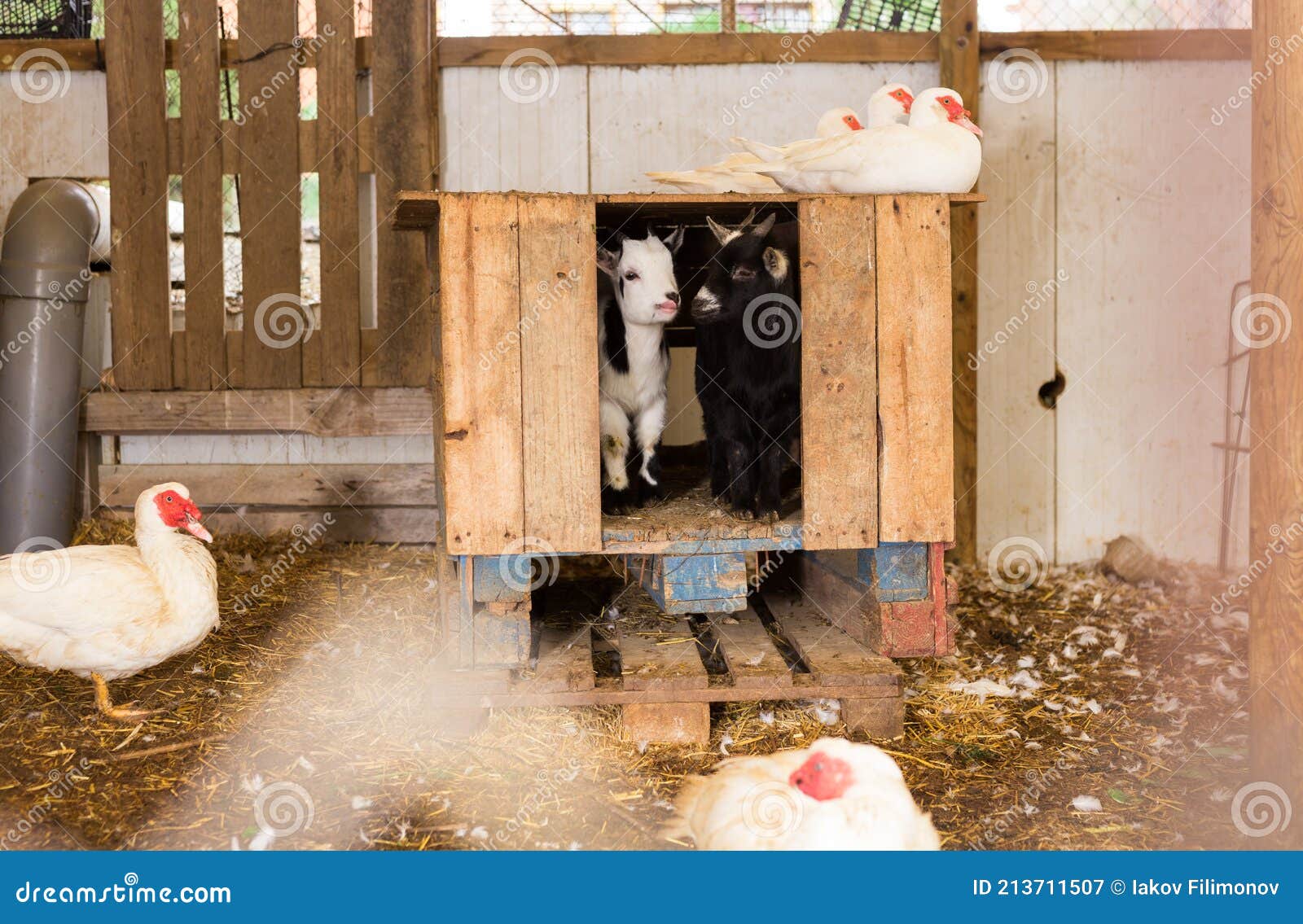 Ducks and Goats in Backyard of Farm Stock Image - Image of ducks ...
