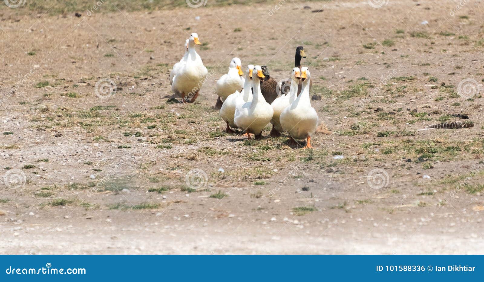 Ducks Going through a Country Safari Farm Stock Photo - Image of ...