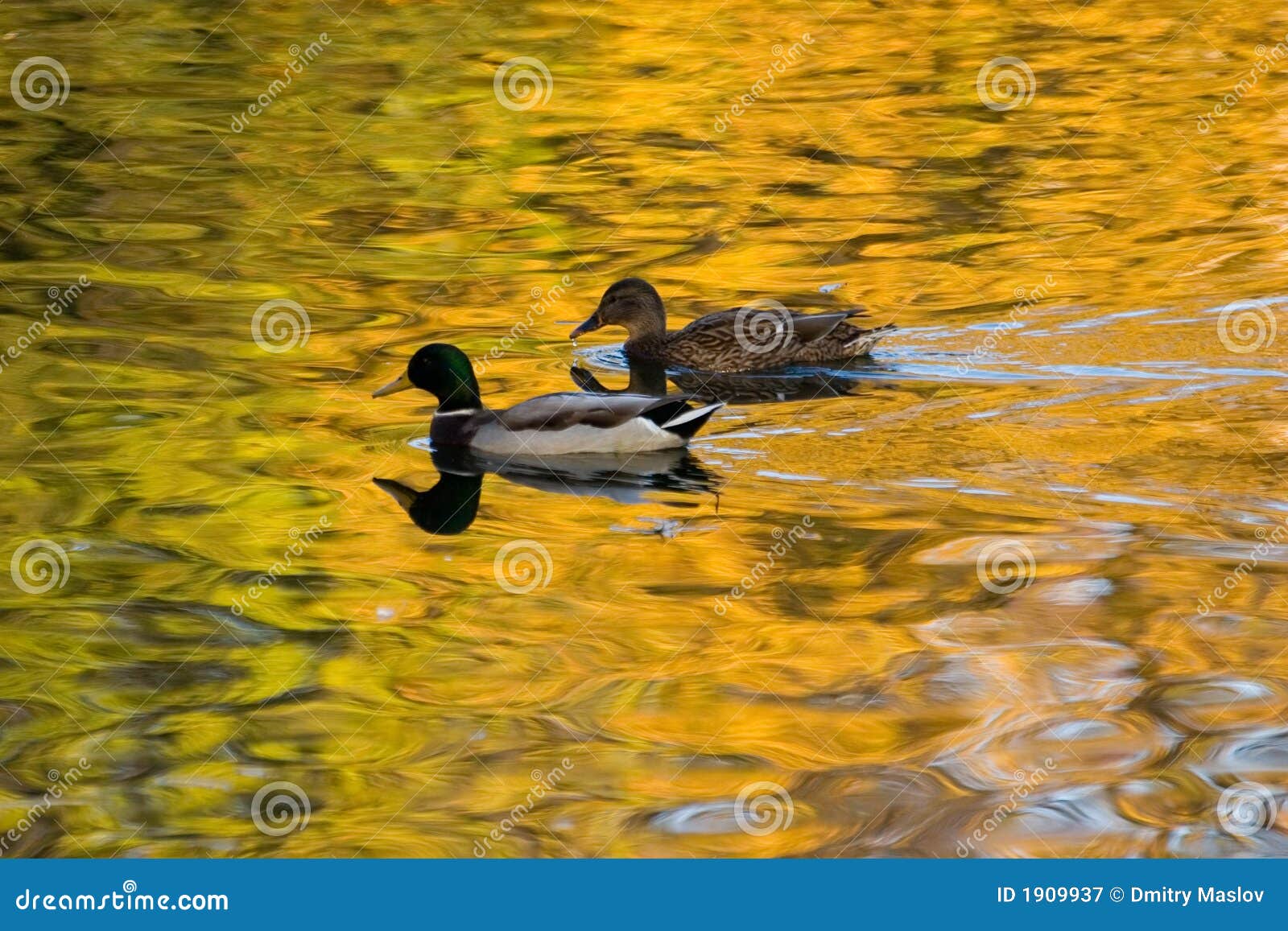 Ducks in gold stock image. Image of seasonal, blue, mallard - 1909937