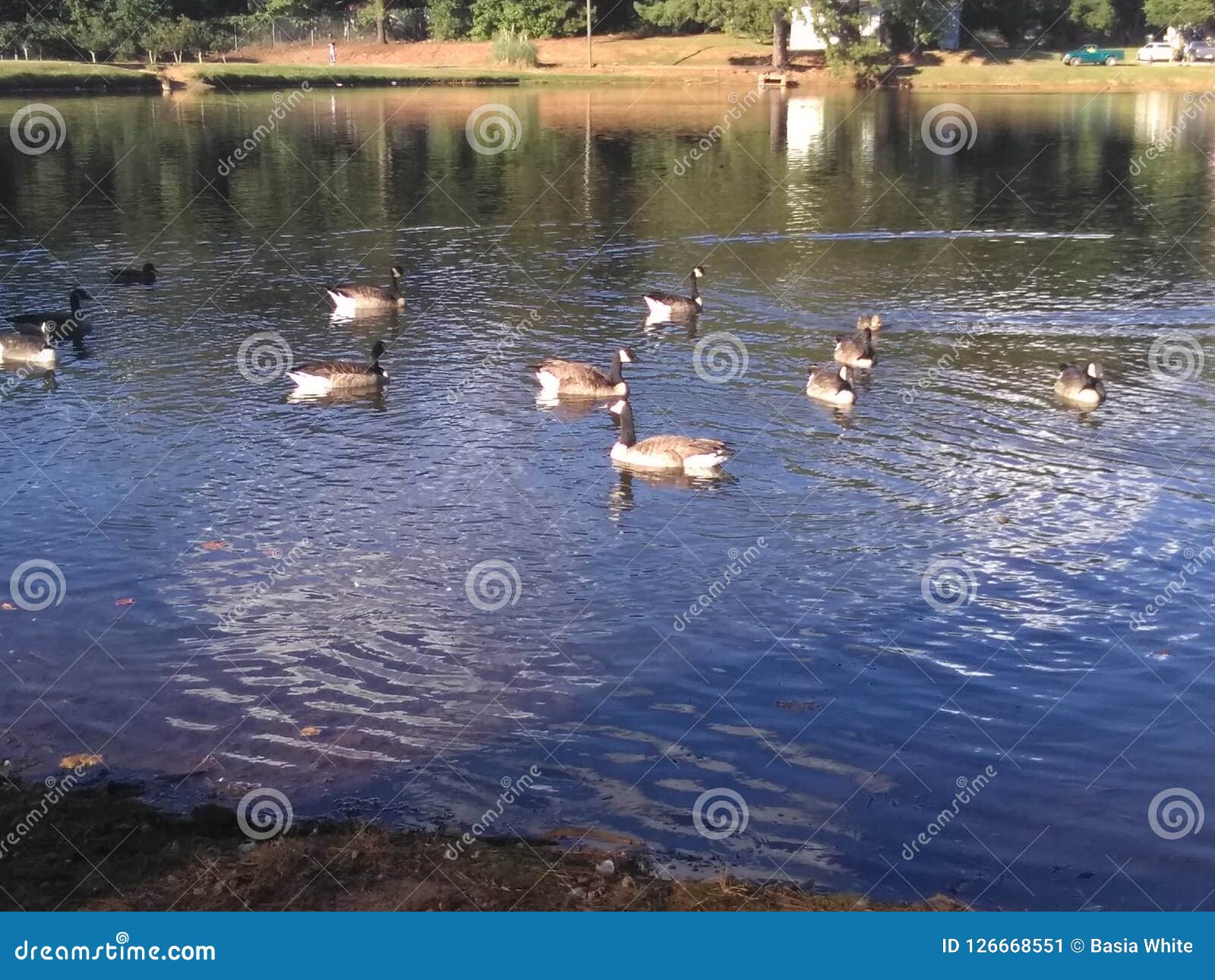 Ducks having fun stock image. Image of goose, duckduck - 126668551
