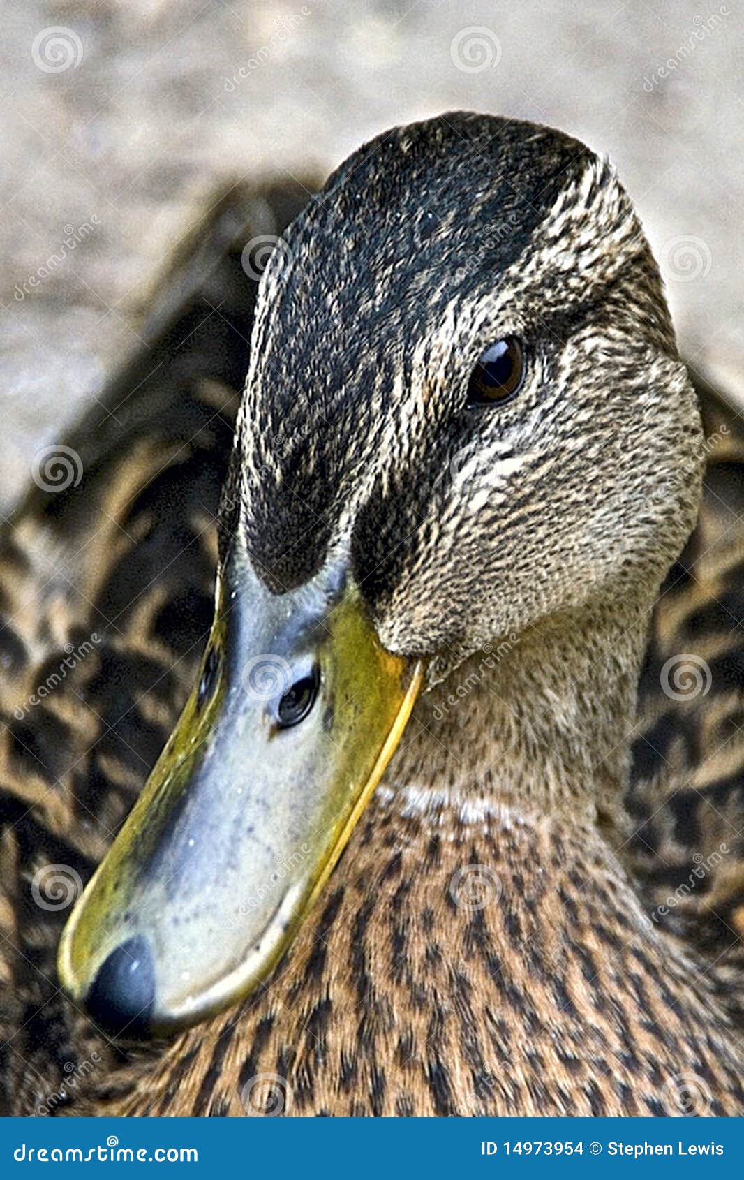 Ducks Head stock photo. Image of colored, beak, front - 14973954