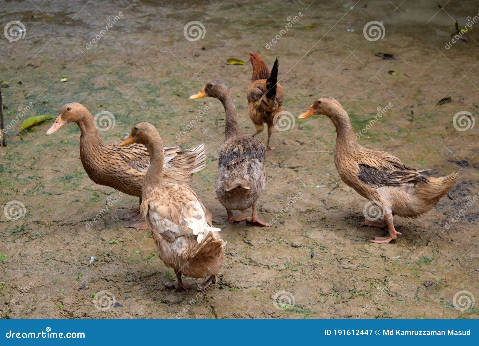 Ducks and hen on the yard stock image. Image of beautiful - 191612447