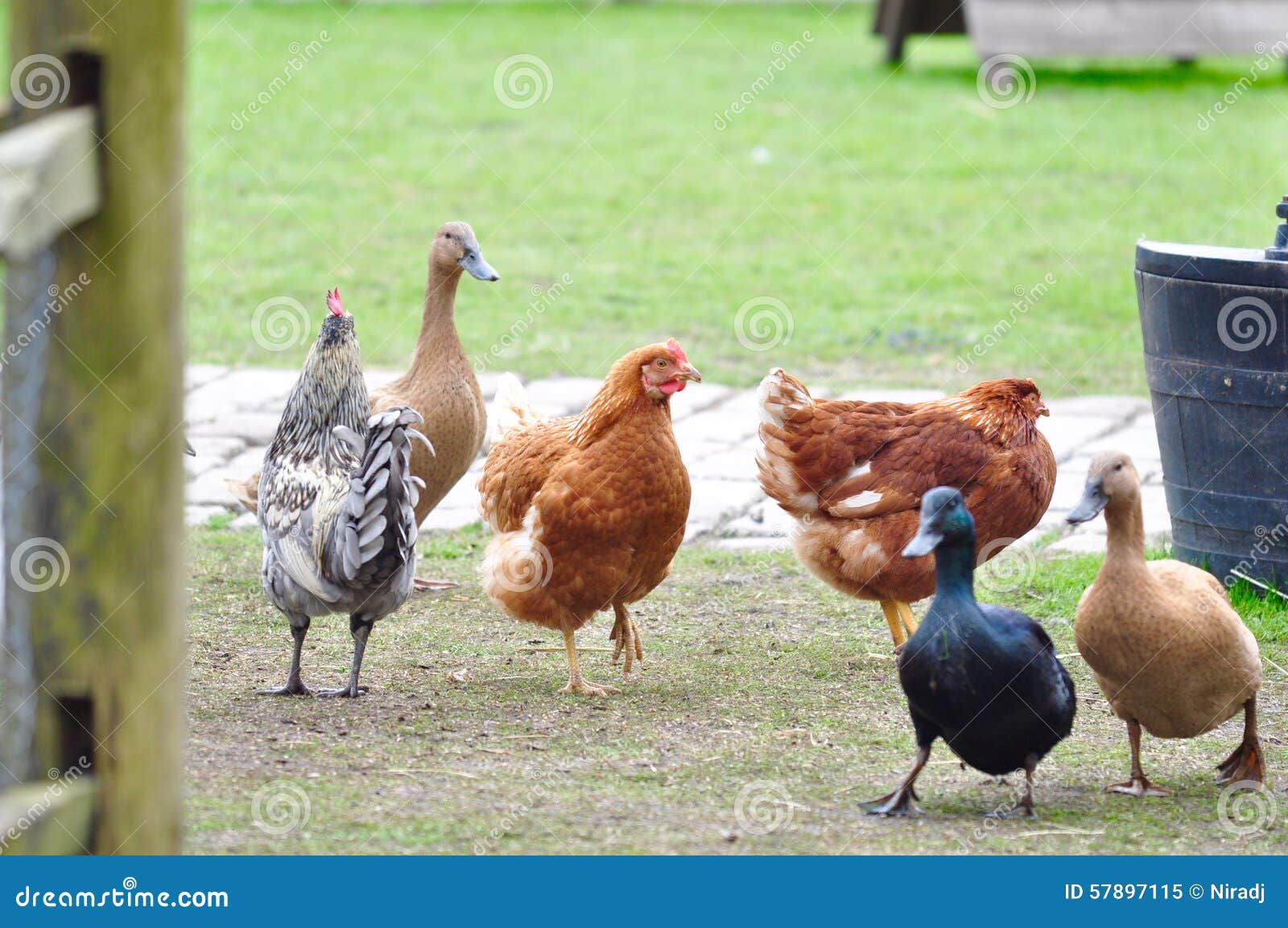 Ducks and hens in a farm stock image. Image of walking - 57897115