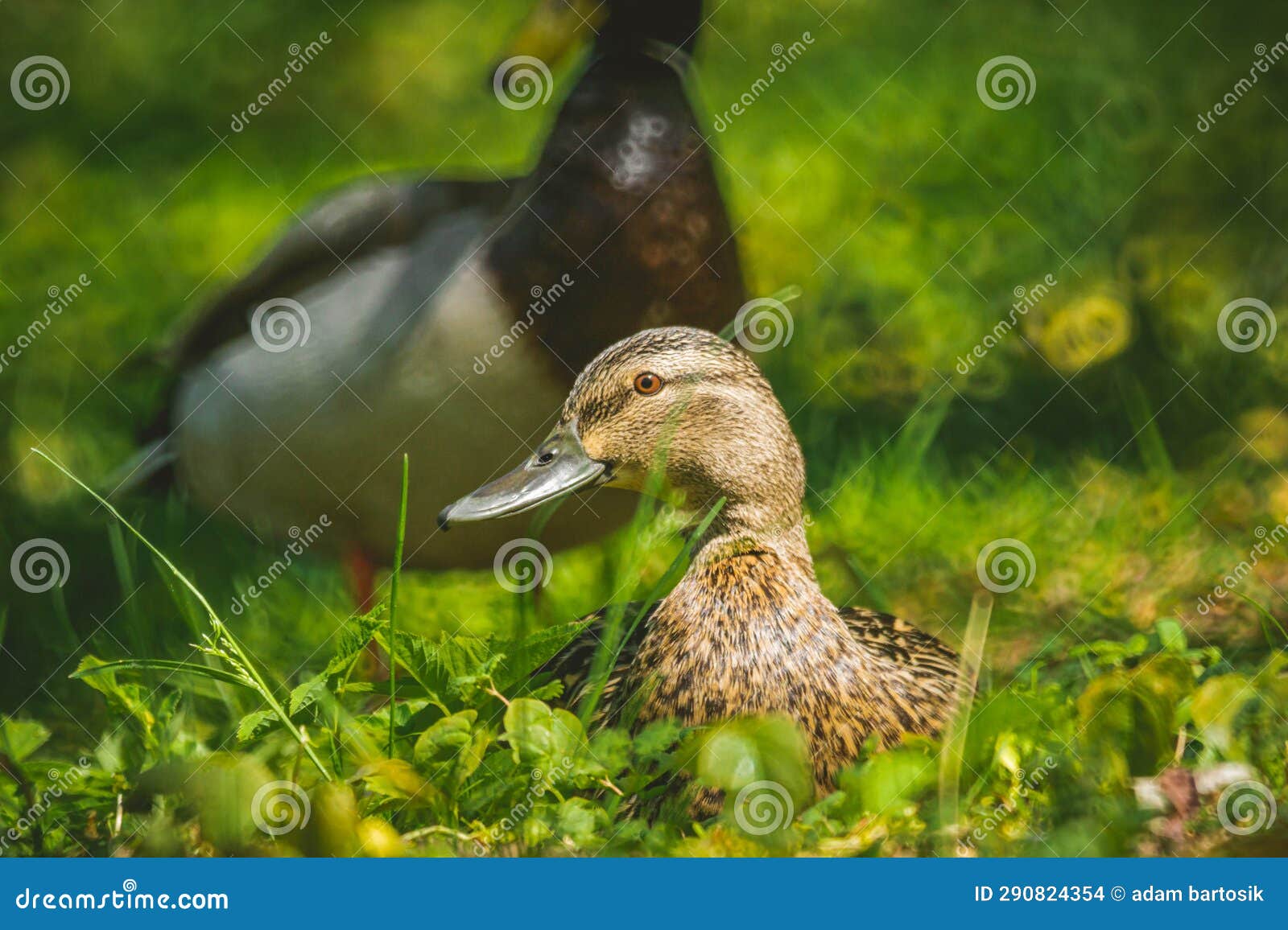 Ducks Hiding in the Bushes by the River Stock Photo - Image of green ...