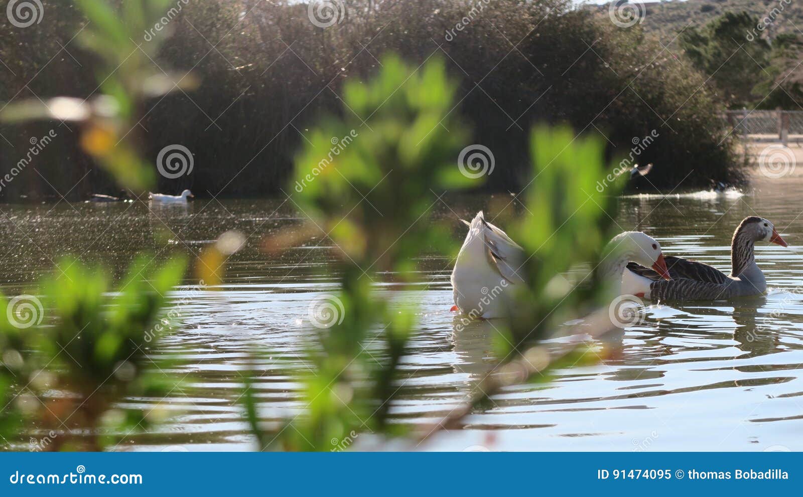 Ducks stock image. Image of hiding, twins, trees, ducks - 91474095