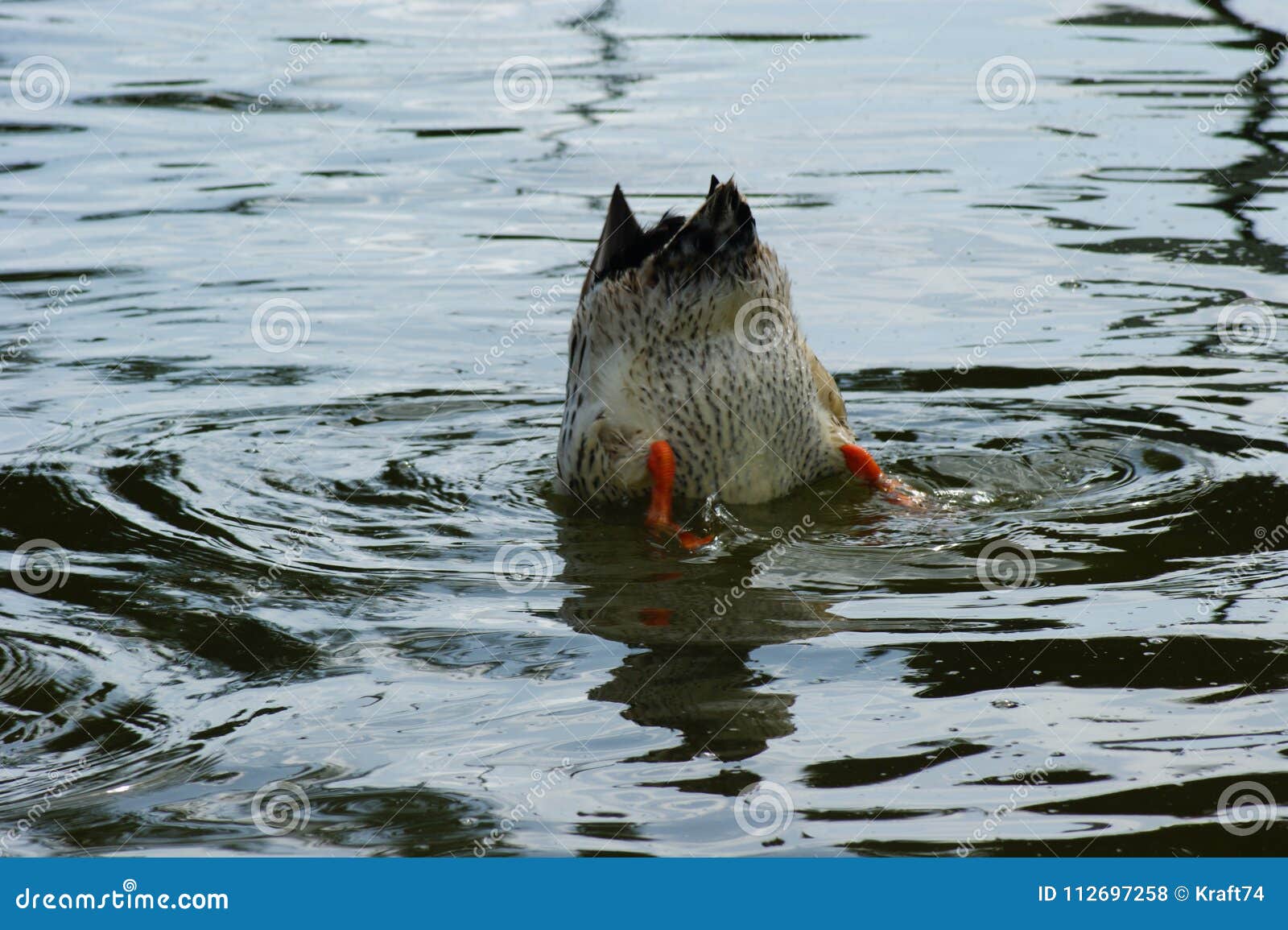 Ducks with His Head Under the Water Stock Photo - Image of duck, green ...