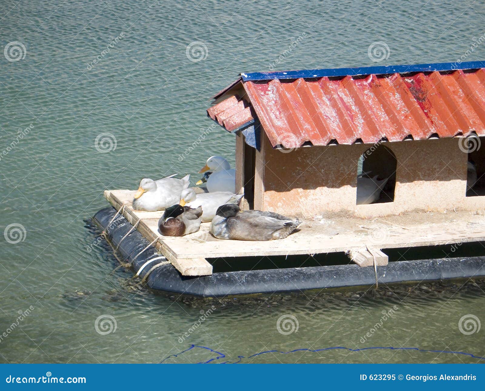 Ducks At Home Picture. Image: 623295