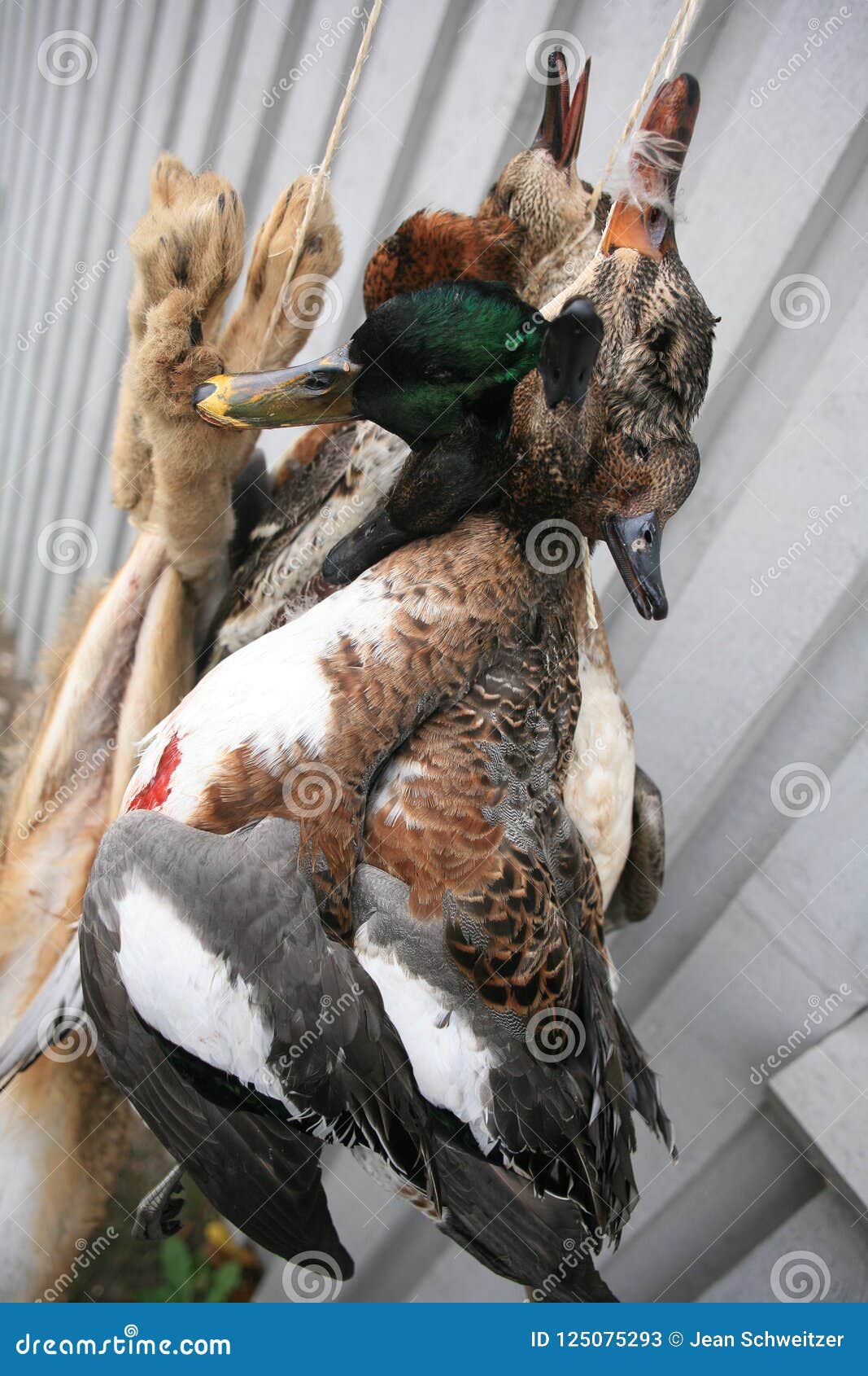 Ducks after the hunt stock image. Image of duck, denmark - 125075293