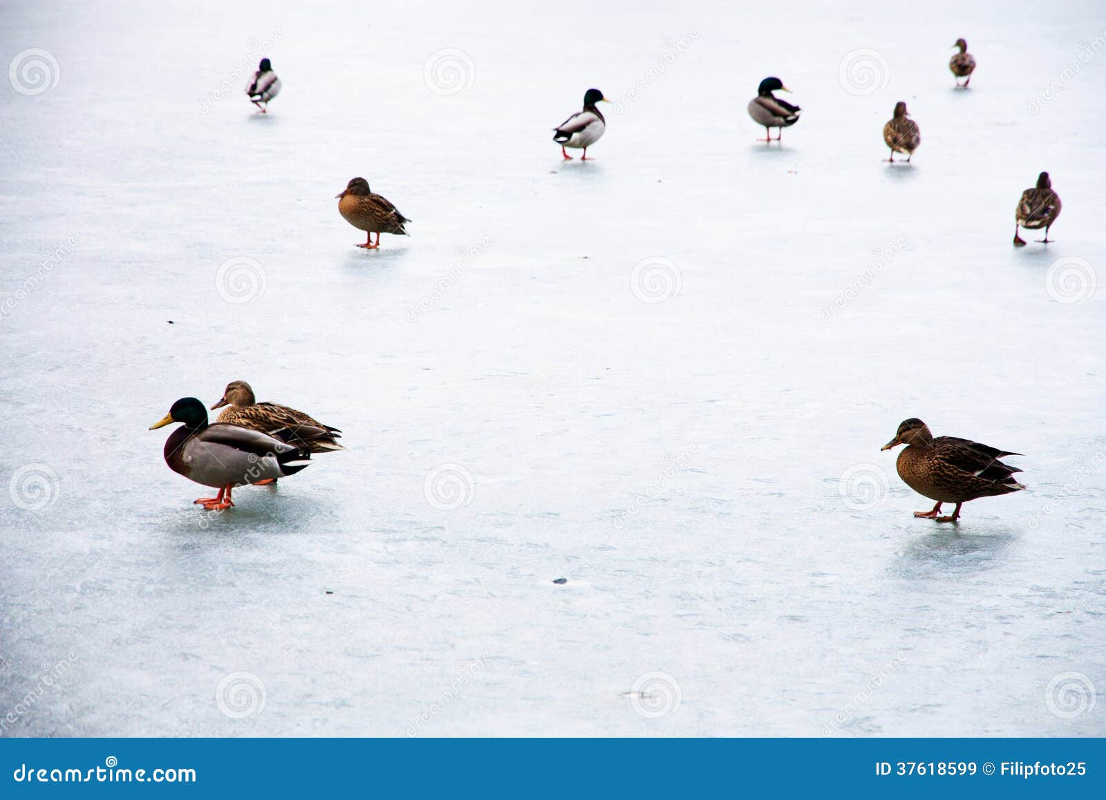 Ducks on ice stock image. Image of outdoor, nature, river - 37618599