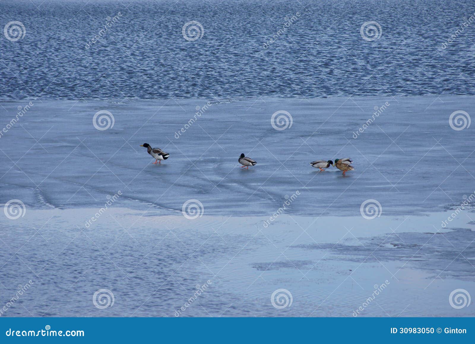 Ducks on the ice stock photo. Image of females, aggression - 30983050