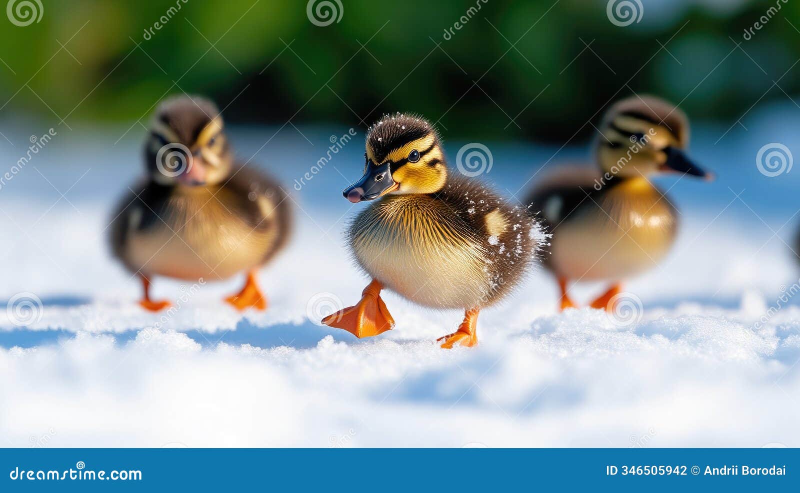 Ducks on the Ice, Puffed Up for Warmth. Stock Illustration ...