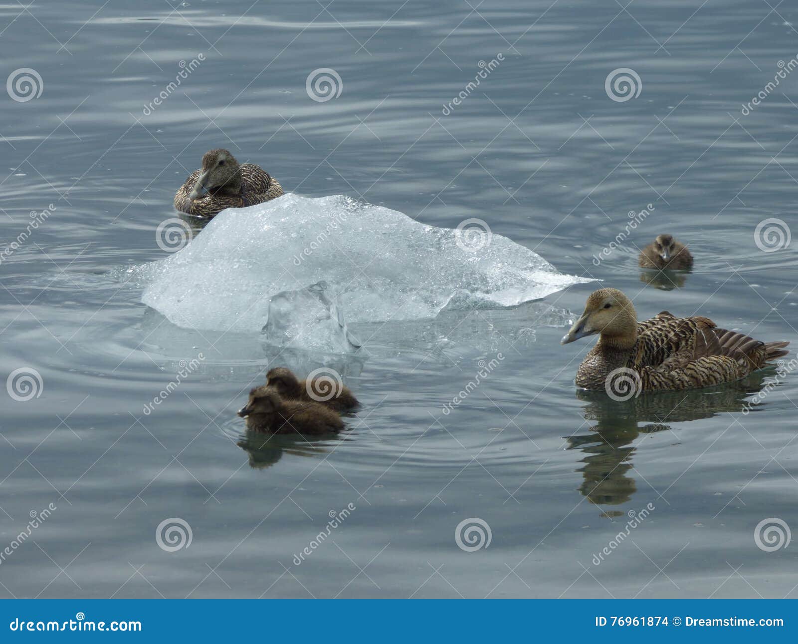 Ducks and iceberg stock photo. Image of glacial, lagoon - 76961874