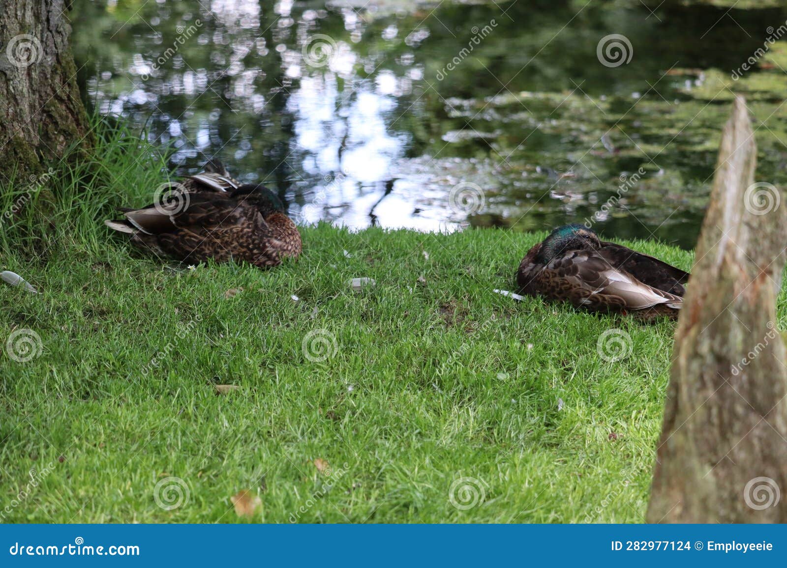 Ducks in Ireland stock photo. Image of waterfowl, types - 282977124